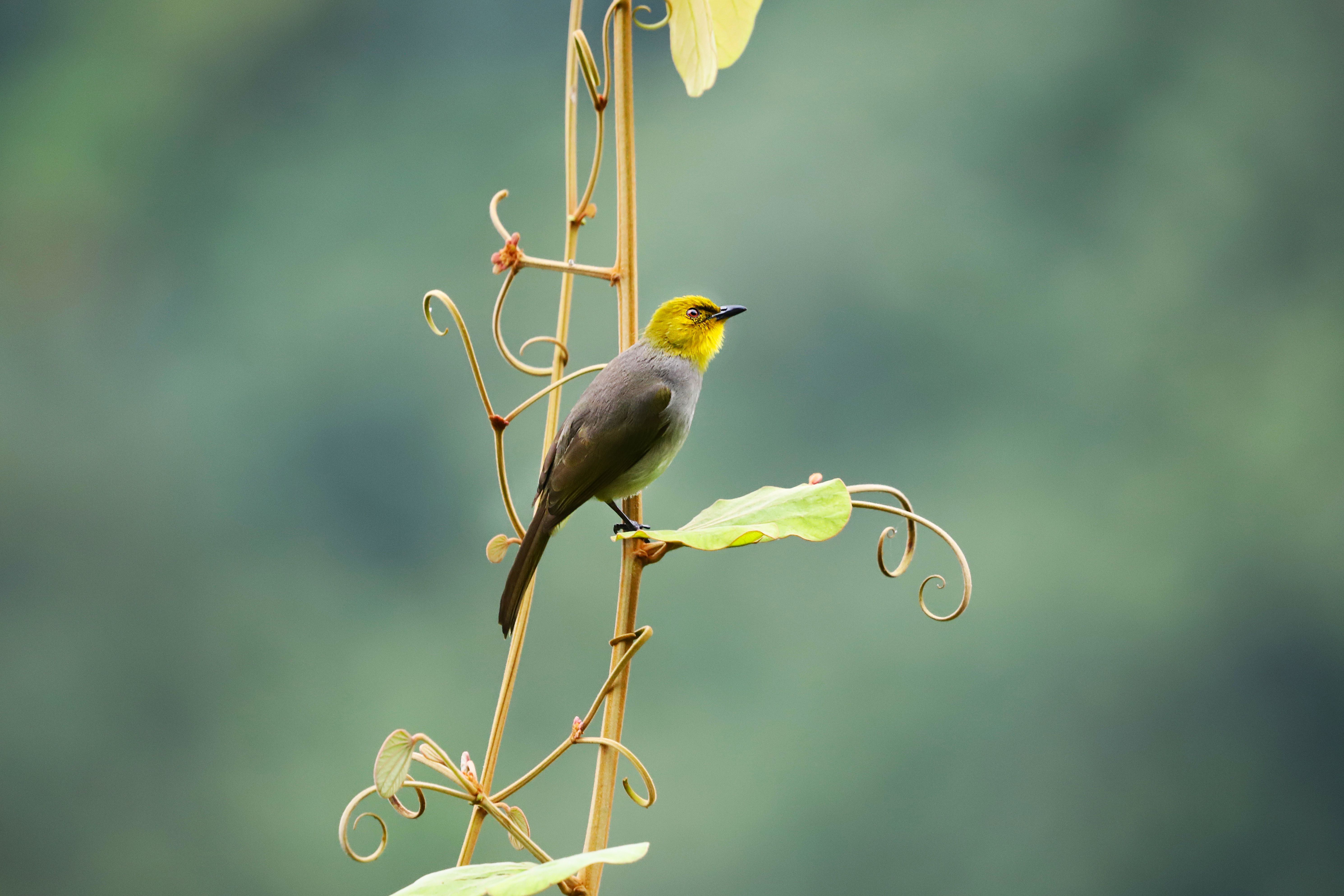 Yellow-headed Bird on Twisted Vine Outdoors · Free Stock Photo