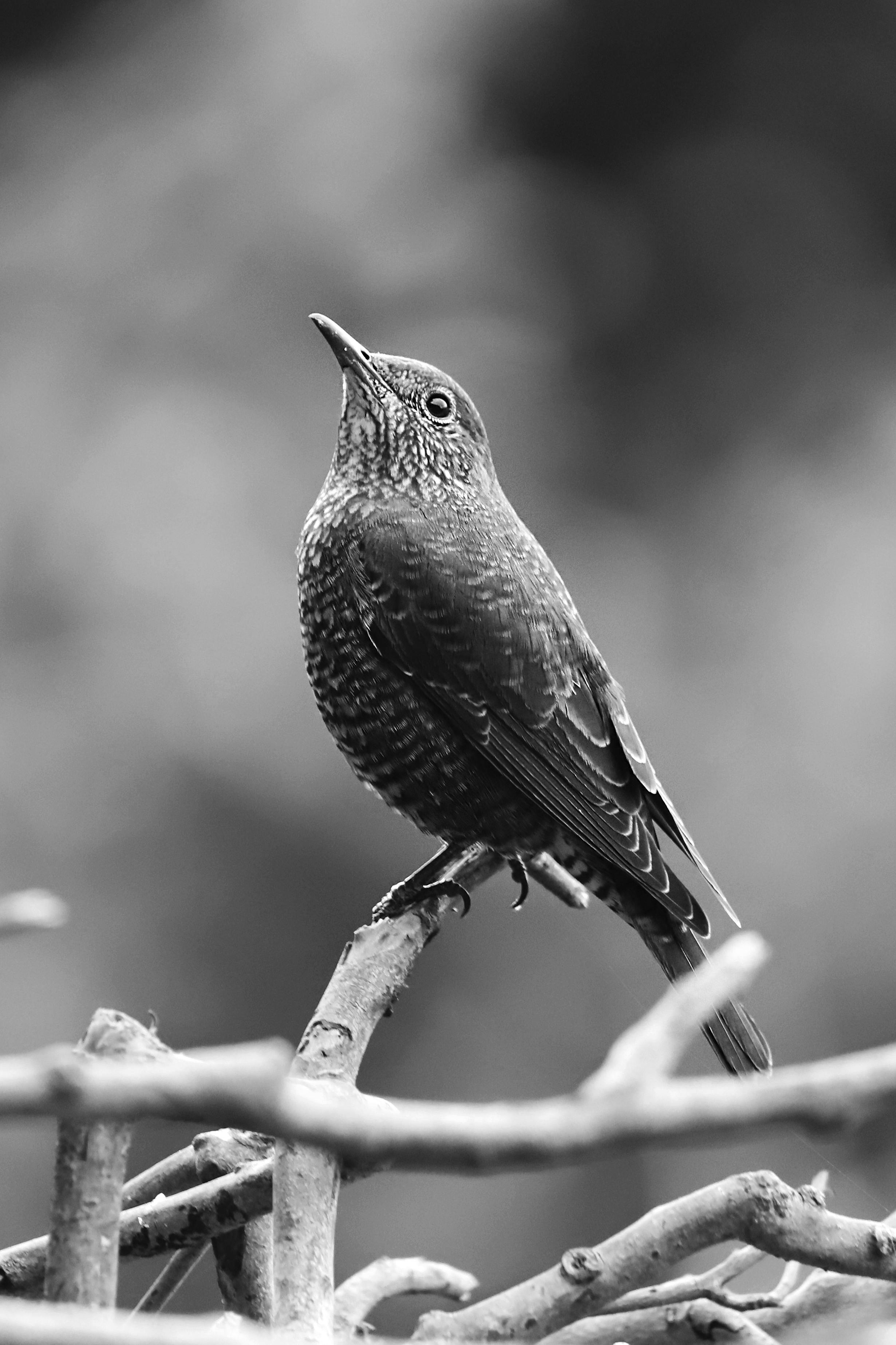 Bokeh Jepang Bibiku Ketagihan Photos, Download The BEST Free Bokeh ...