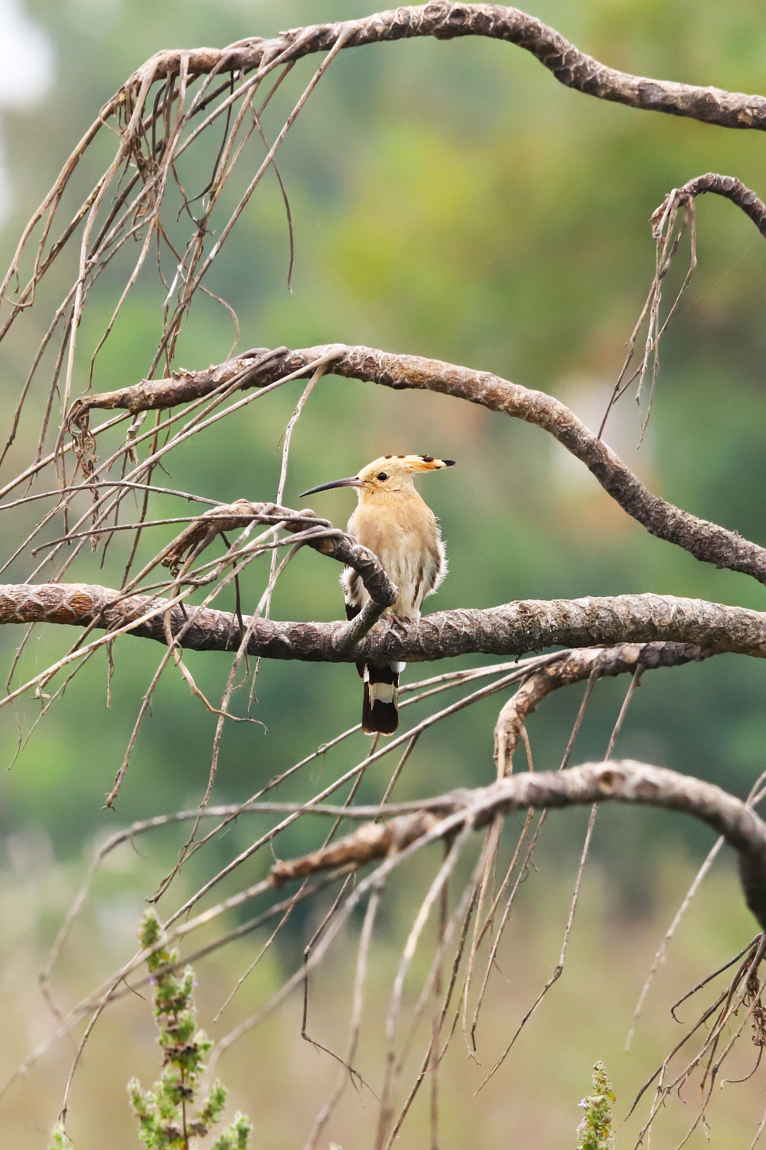 Creepy Bird In A Tree Photos, Download The BEST Free Creepy Bird In A ...