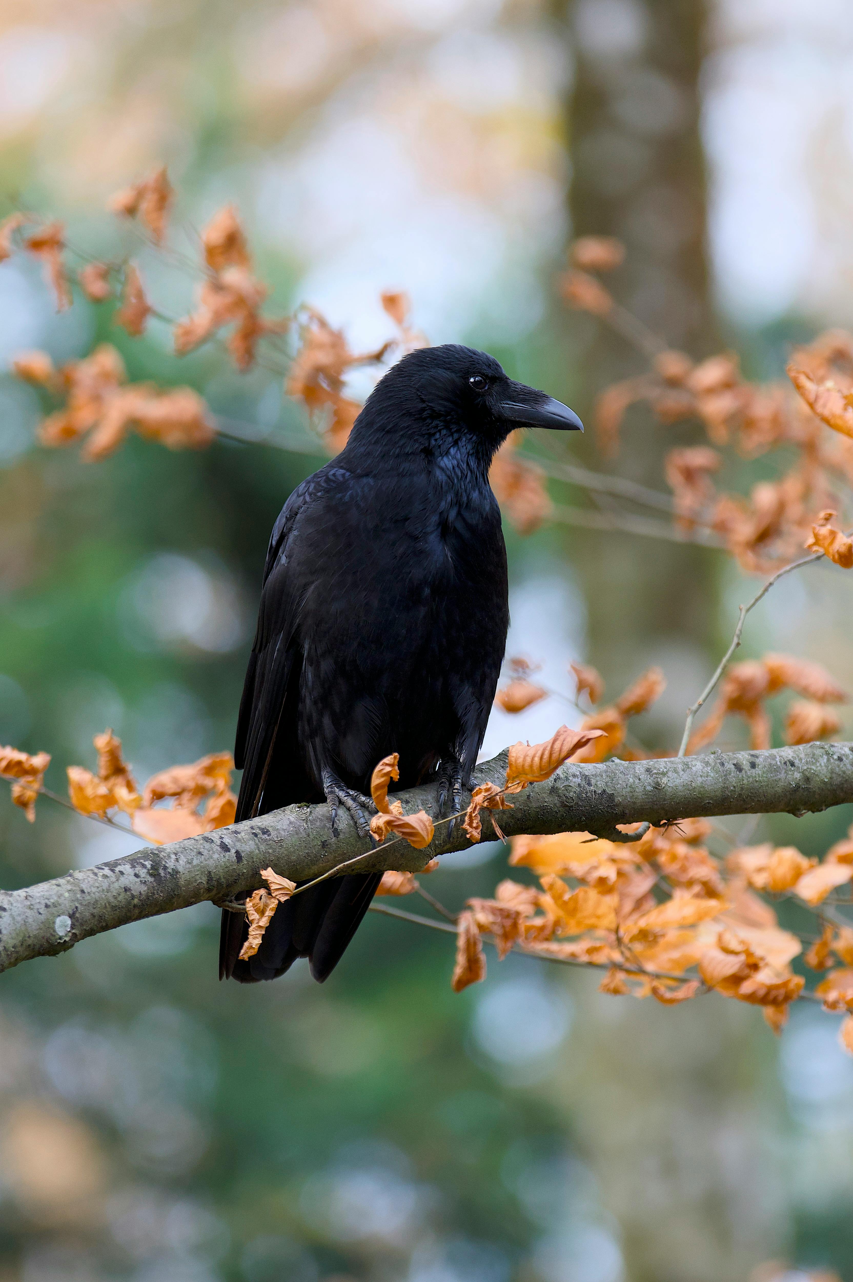 Citation Background Photos, Download The BEST Free Citation Background ...