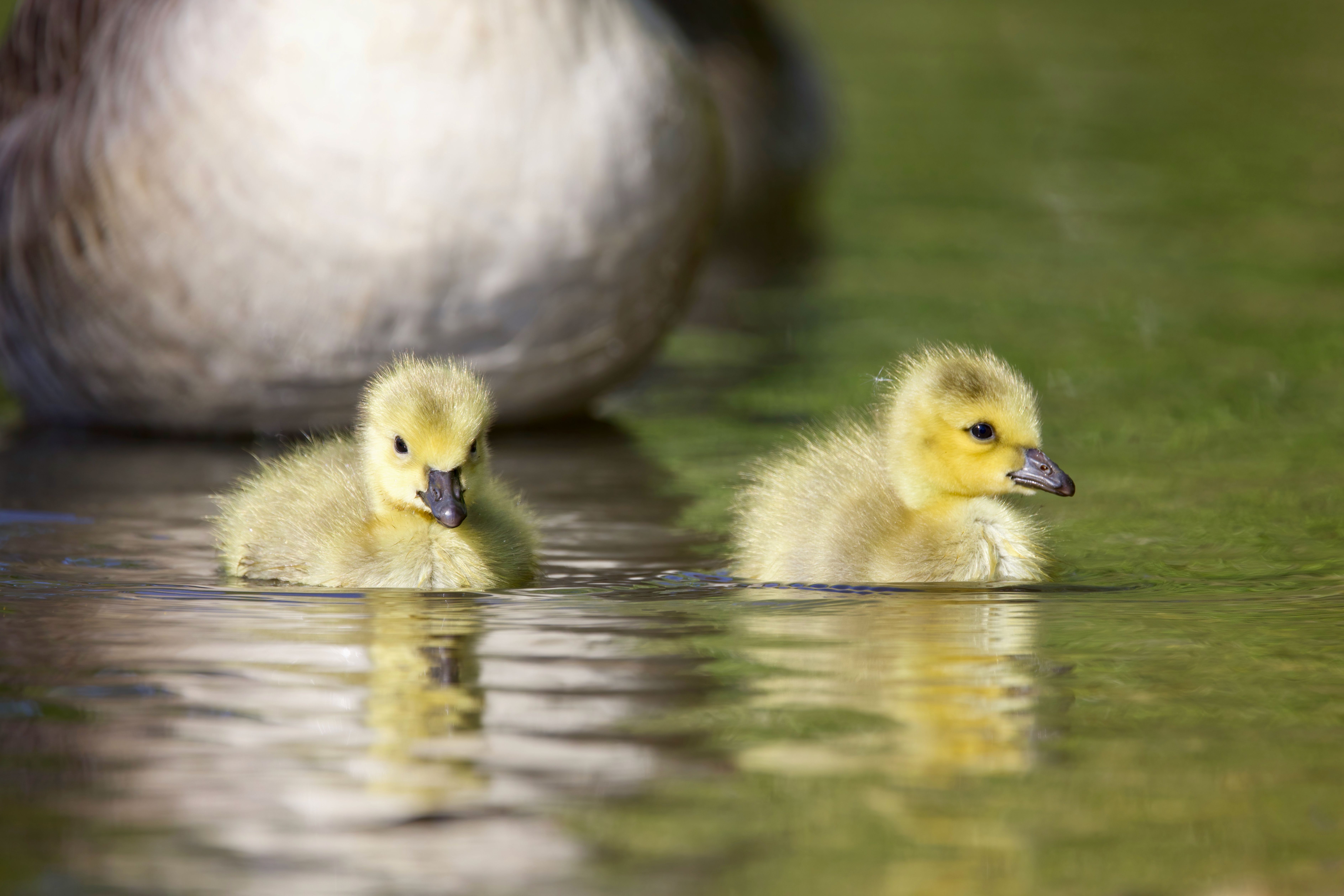 Spring Baby Animals Photos, Download The BEST Free Spring Baby Animals ...