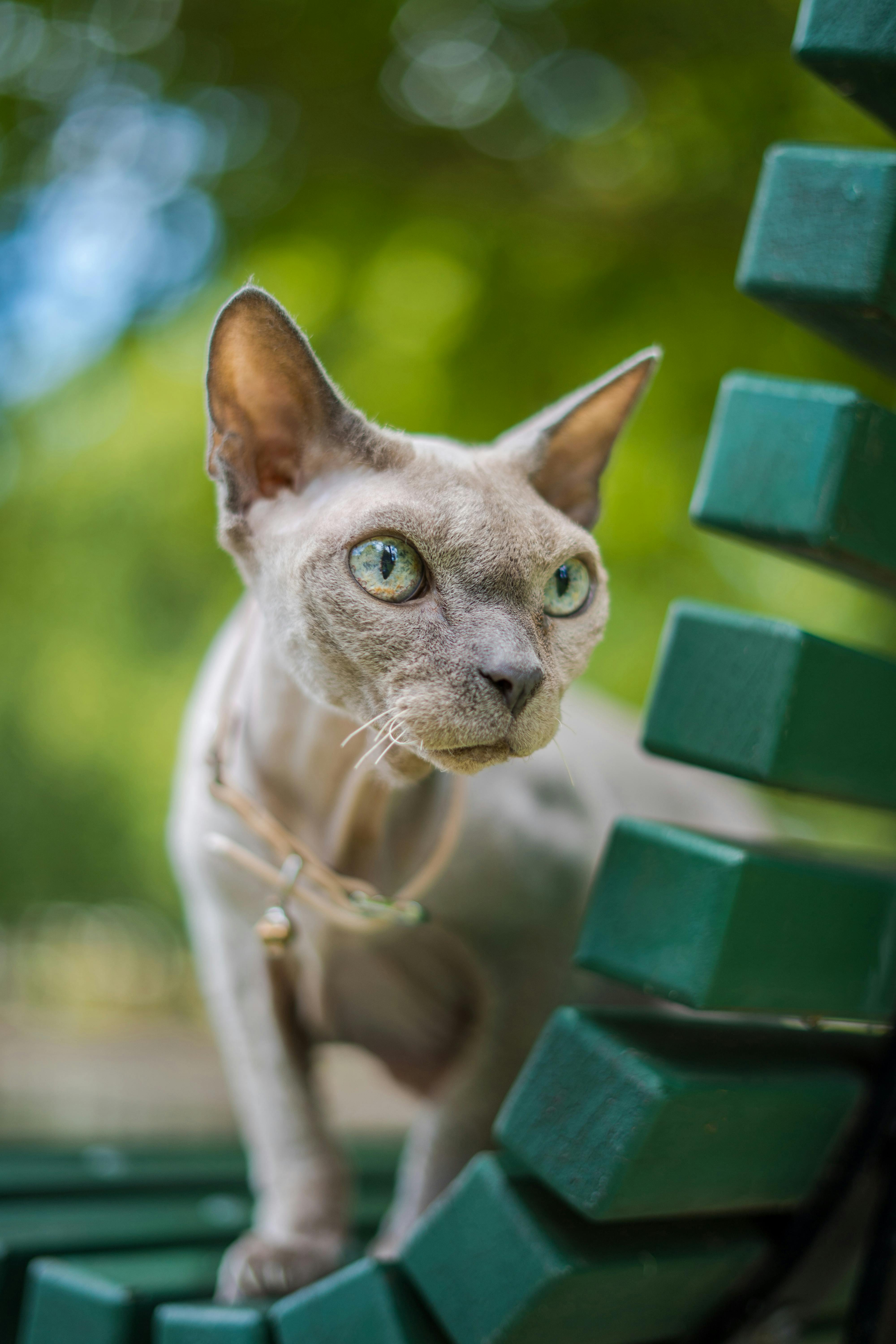 Close-Up Photo of Sphynx Cat · Free Stock Photo