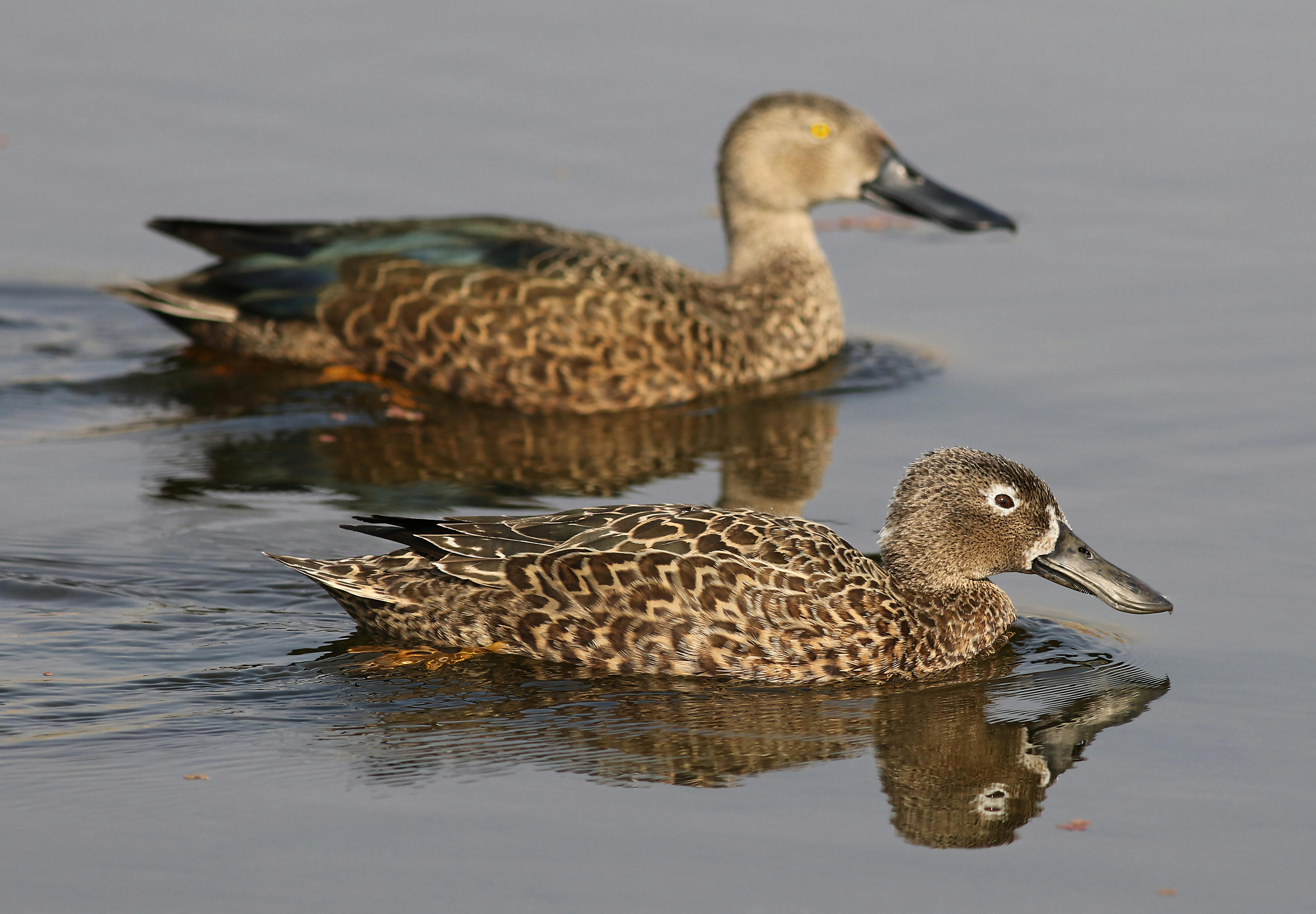 Kuma+Tamu+Kenya+Picha Photos, Download The BEST Free Kuma+Tamu+Kenya ...