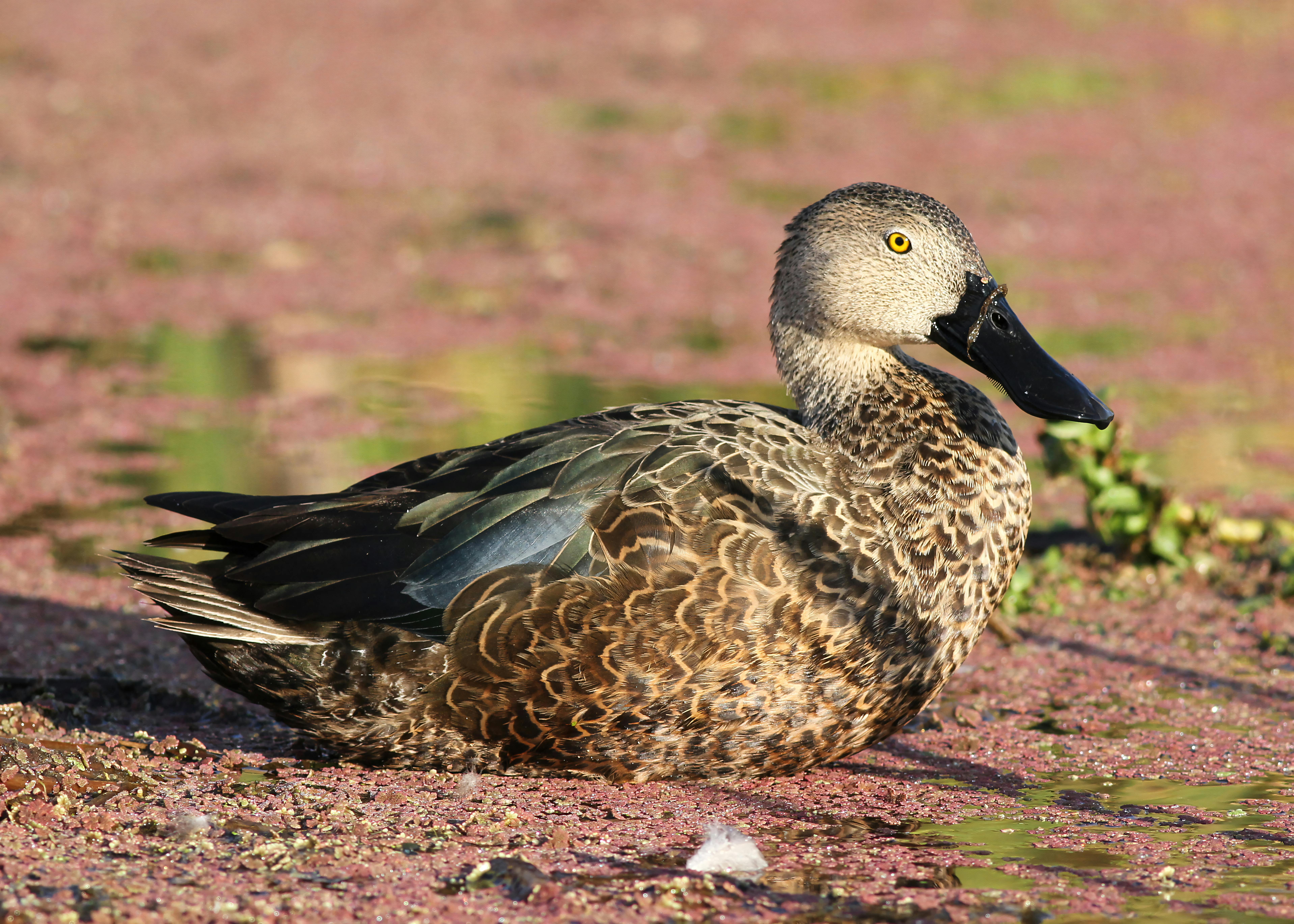 Midget+Feet Photos, Download The BEST Free Midget+Feet Stock Photos ...