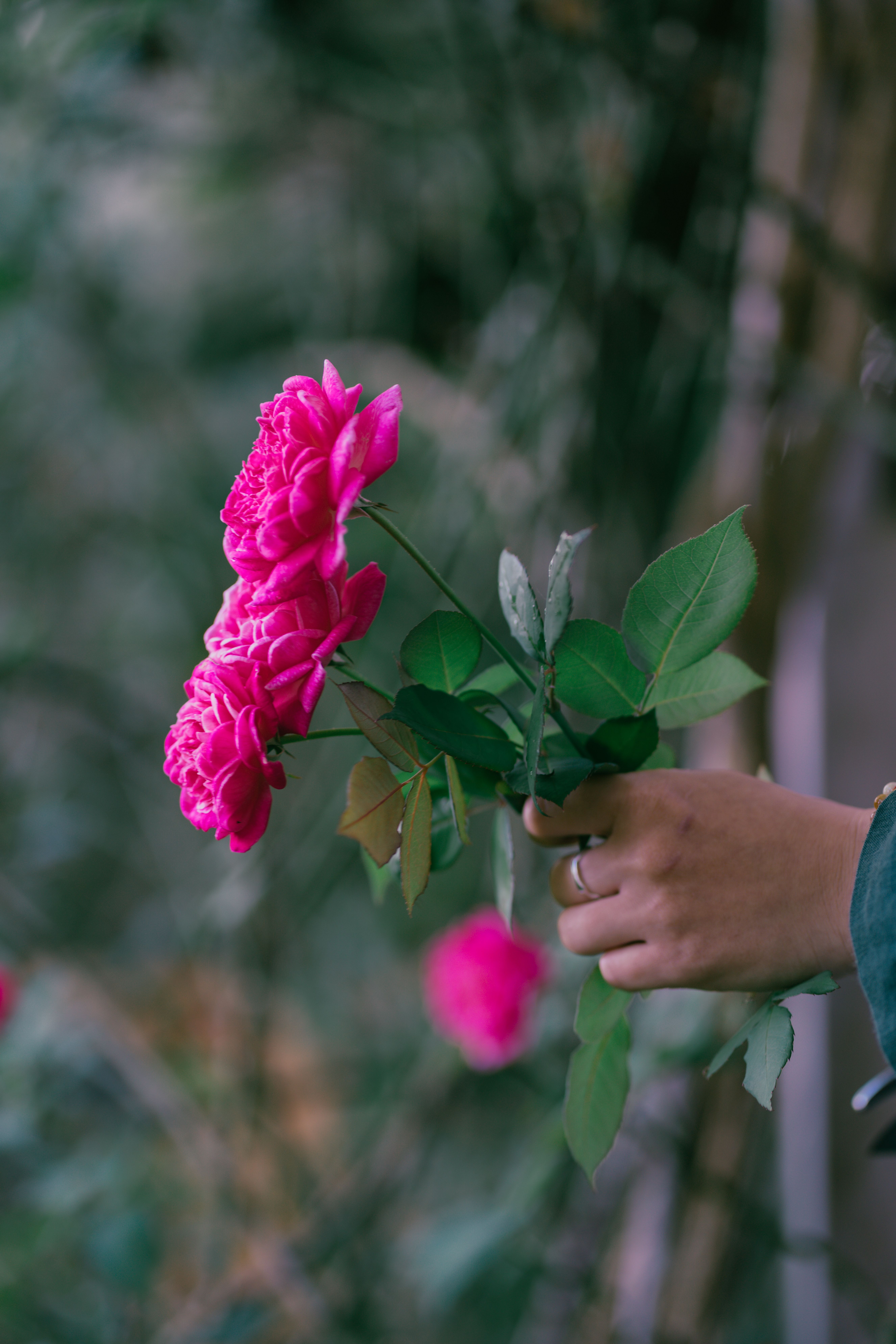 Close-up of Hand Holding Vibrant Pink Roses · Free Stock Photo