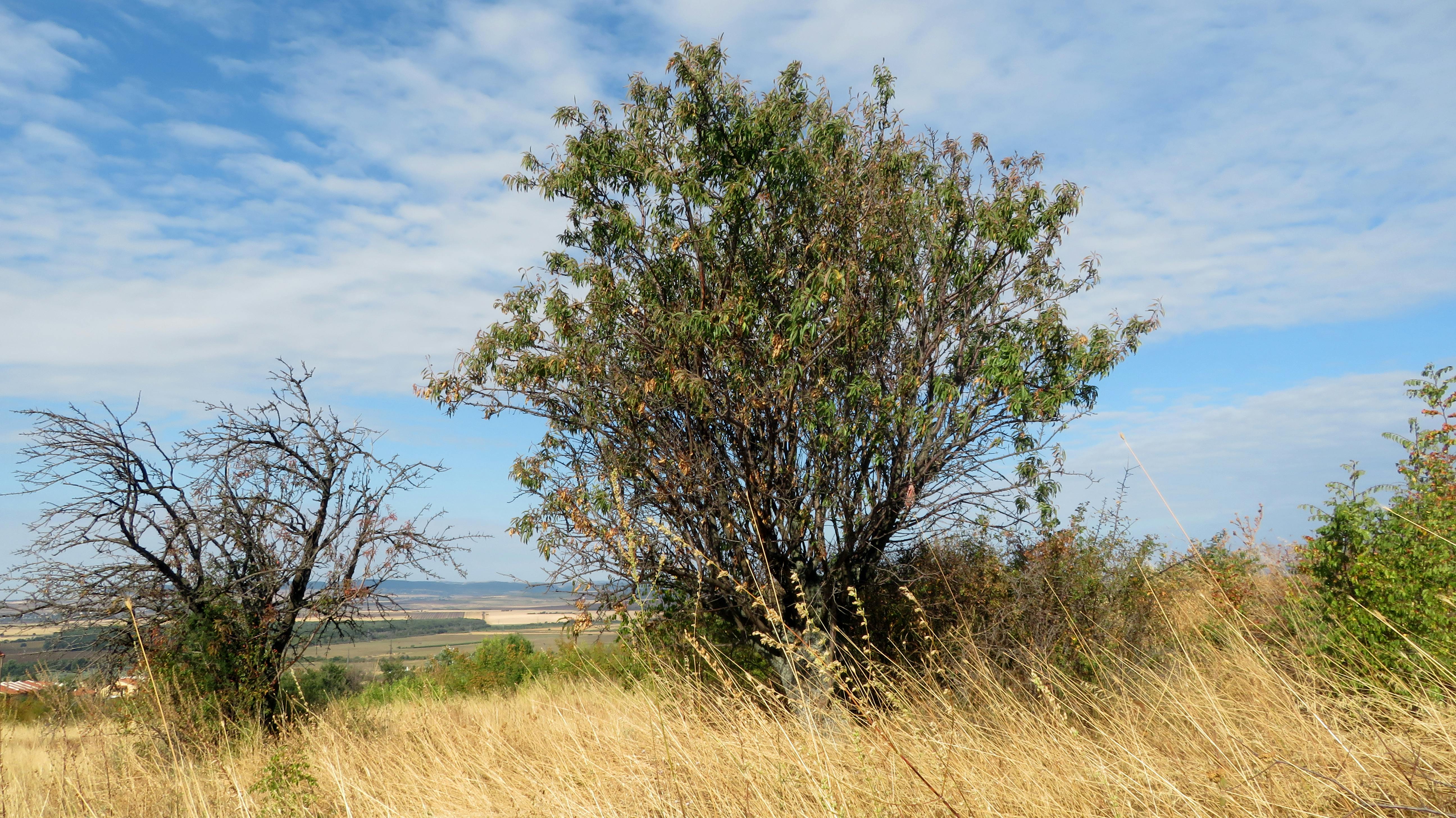 Clouds No Background Photos, Download The BEST Free Clouds No ...