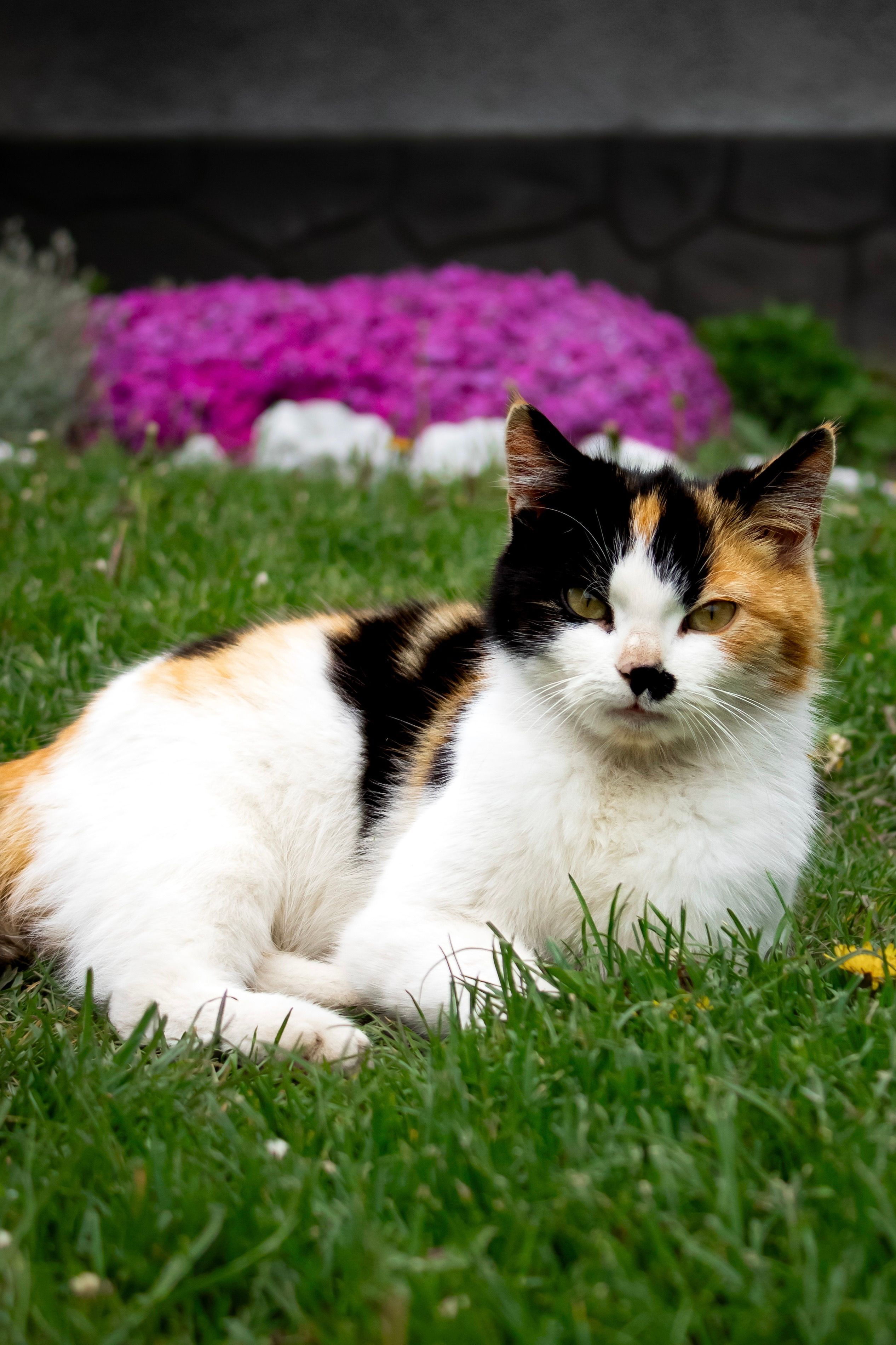 Serene Calico Cat Relaxing in Spring Garden · Free Stock Photo