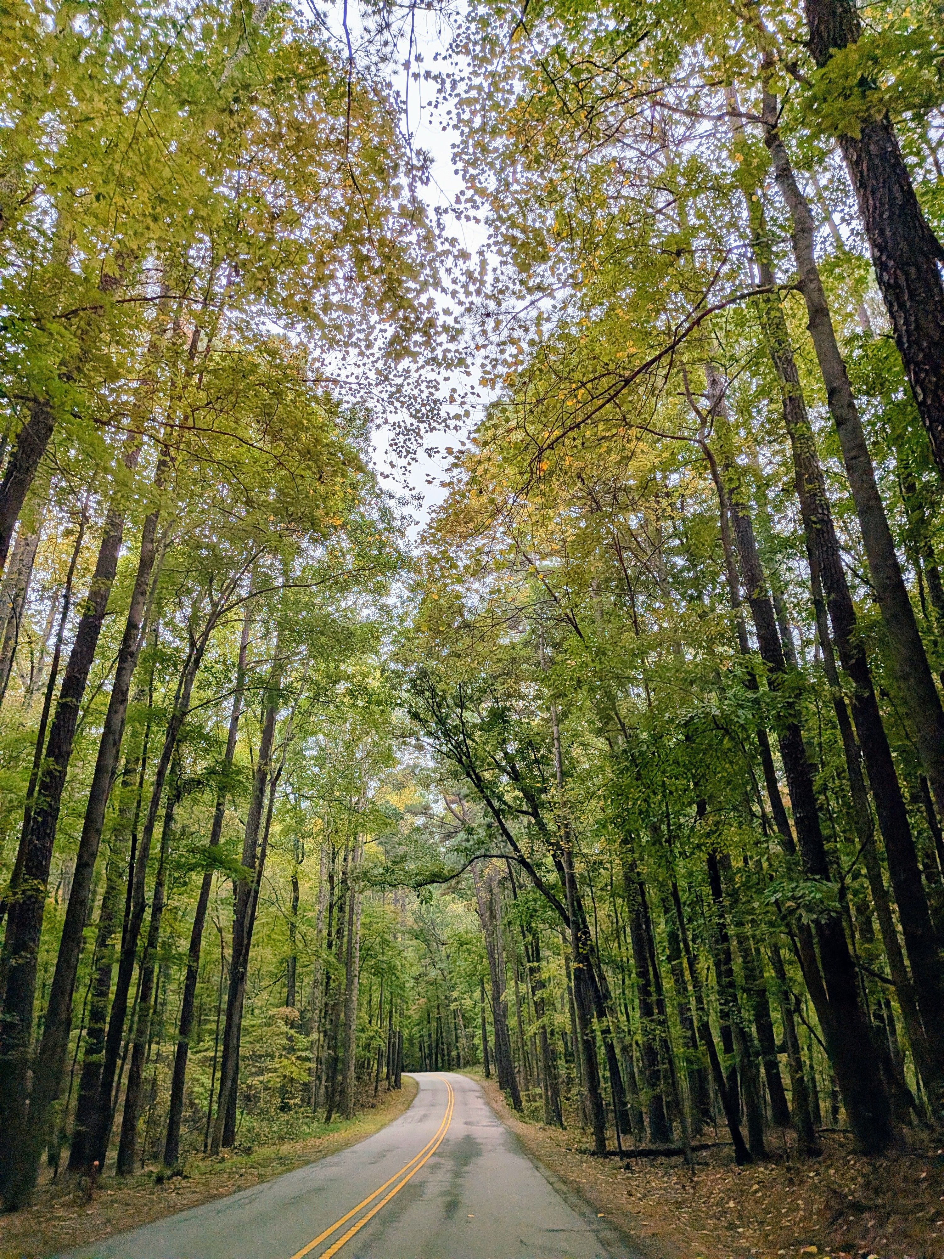 Serene Forest Road in Autumn · Free Stock Photo