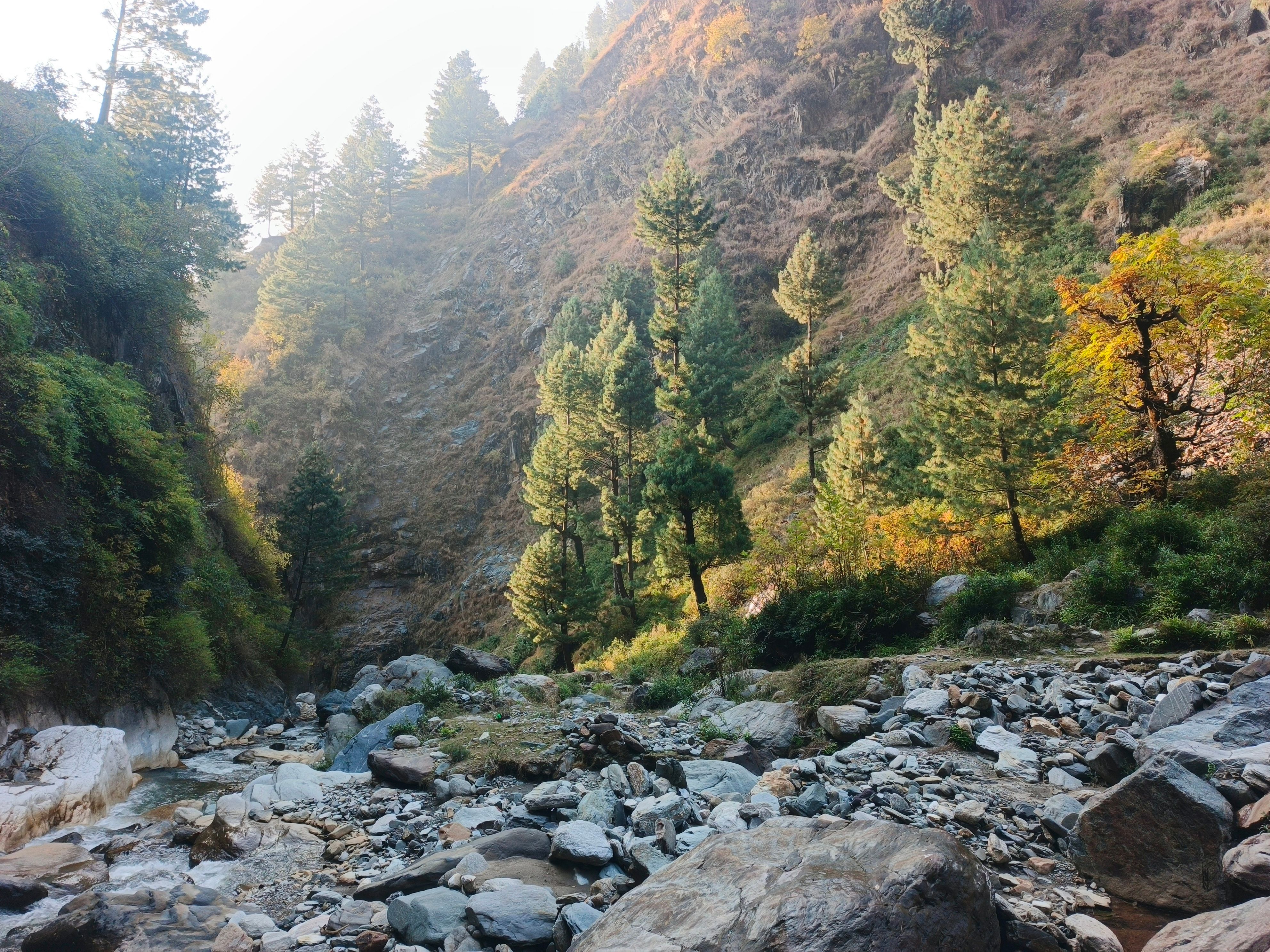 Scenic Mountain Valley with River and Pine Trees · Free Stock Photo