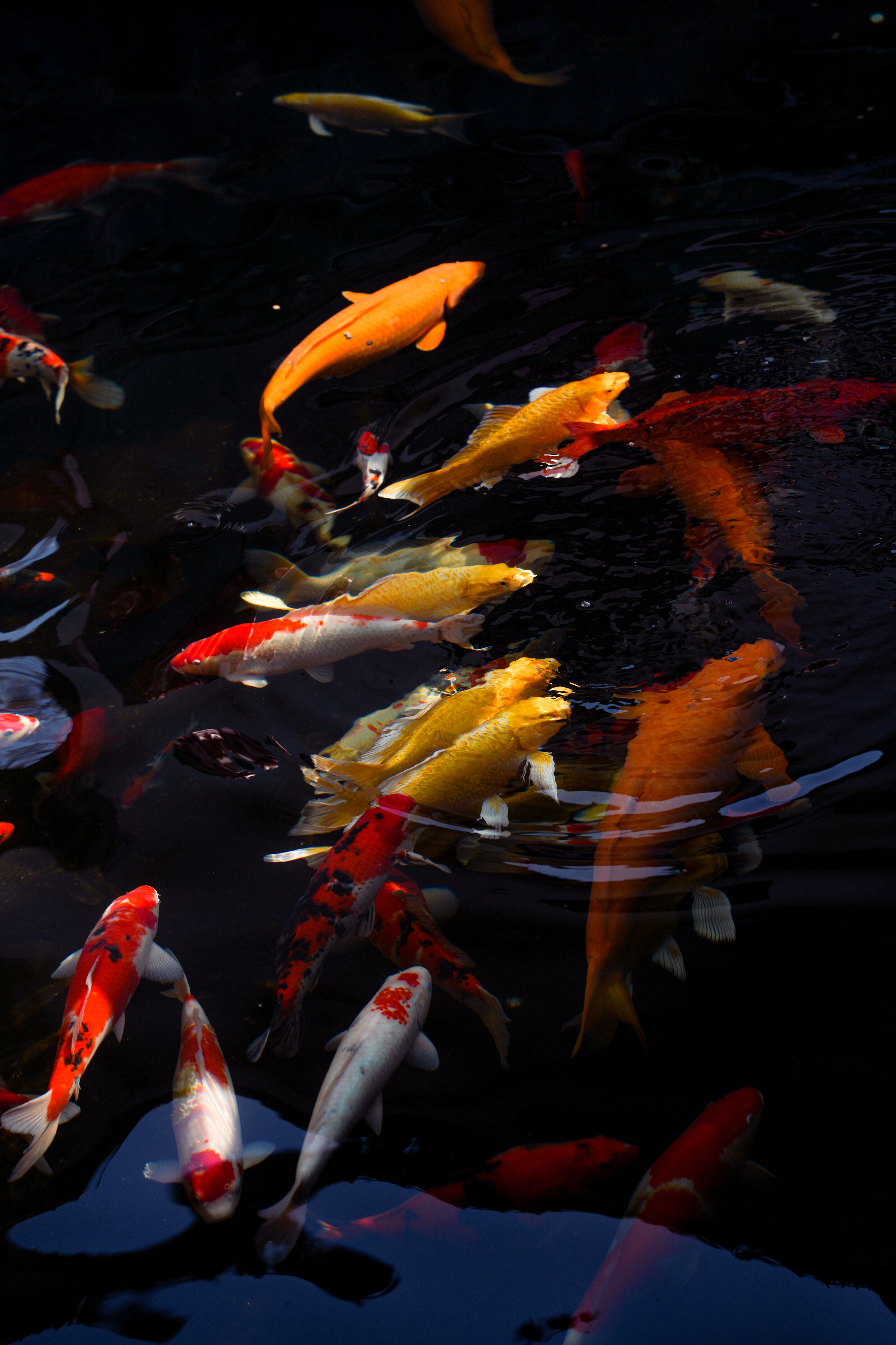 Fish Classification Photos Download The Best Free Fish Classification