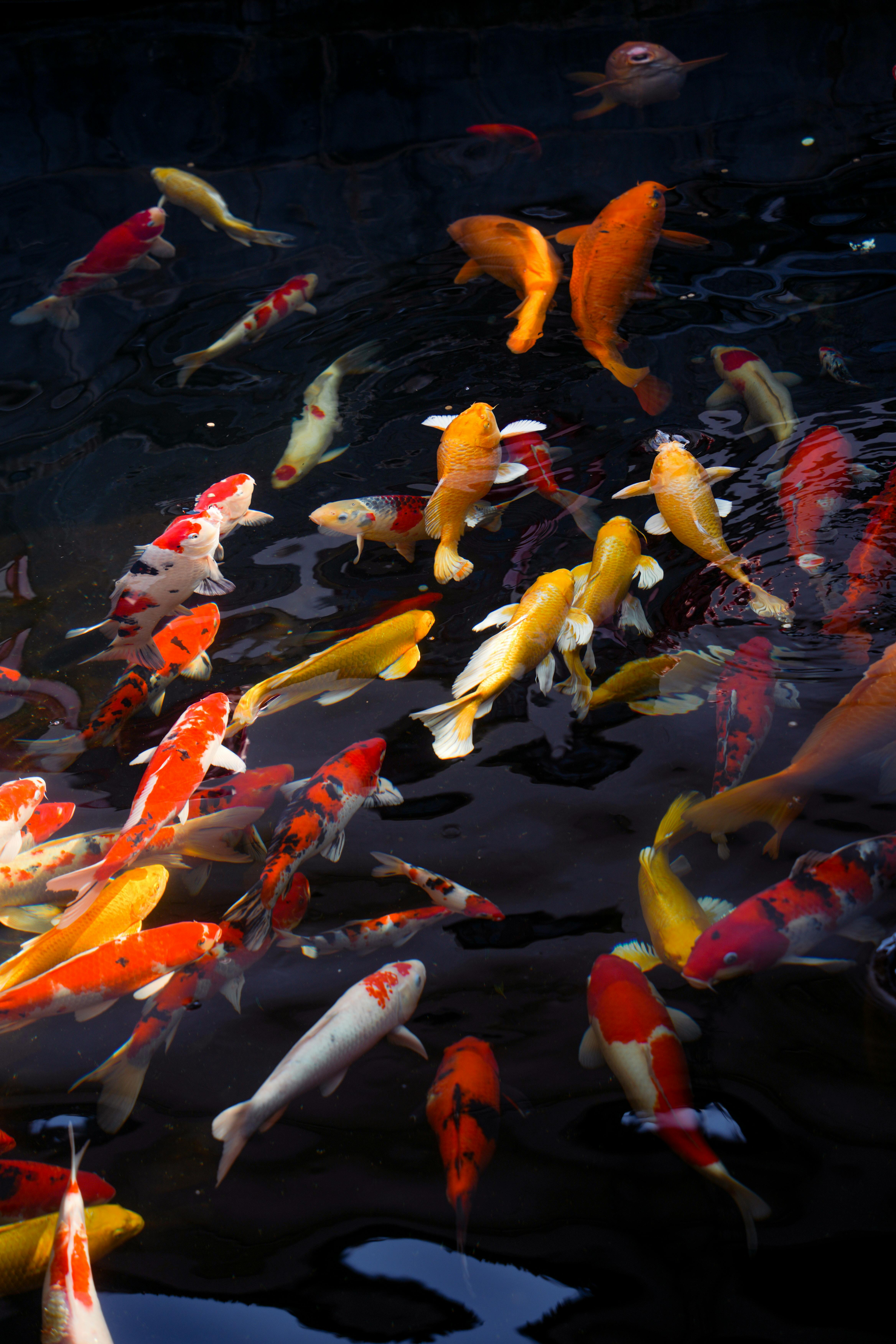 Koi Fish Photos, Download The BEST Free Koi Fish Stock Photos & HD Images