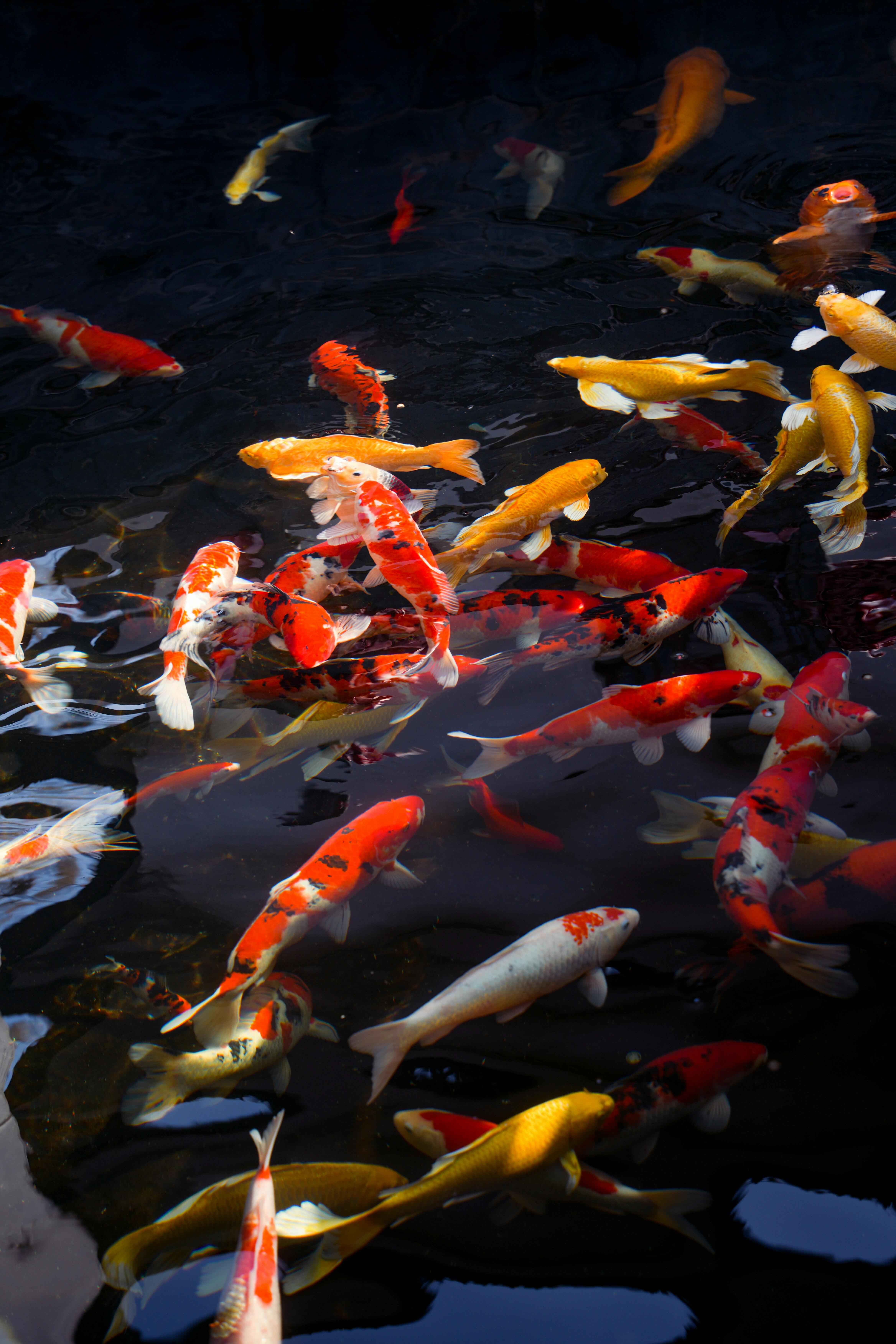 Koi Fish Photos, Download The BEST Free Koi Fish Stock Photos & HD Images