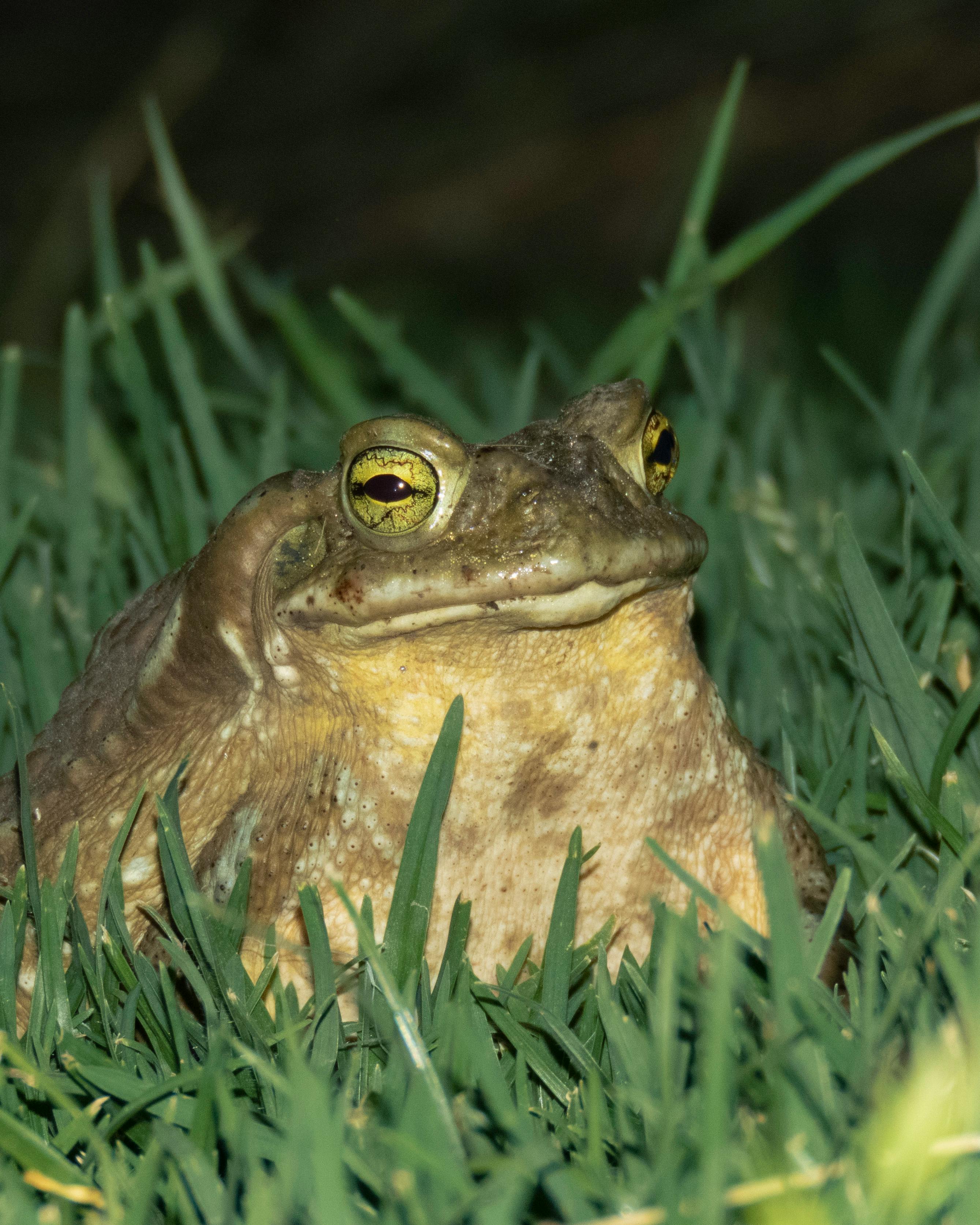 Images Of Frogs Photos, Download The BEST Free Images Of Frogs Stock ...