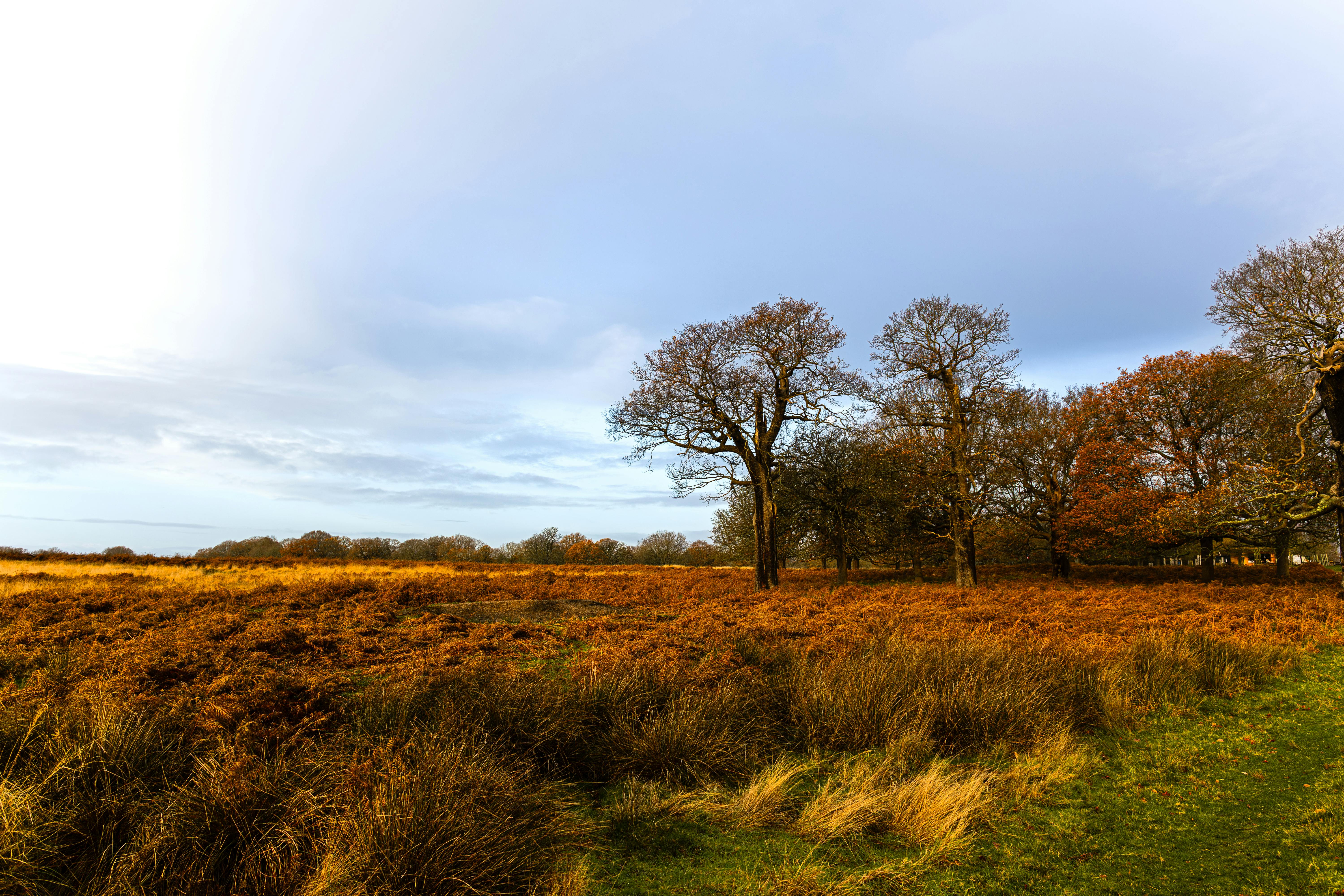 Nature In November Photos, Download The BEST Free Nature In November ...