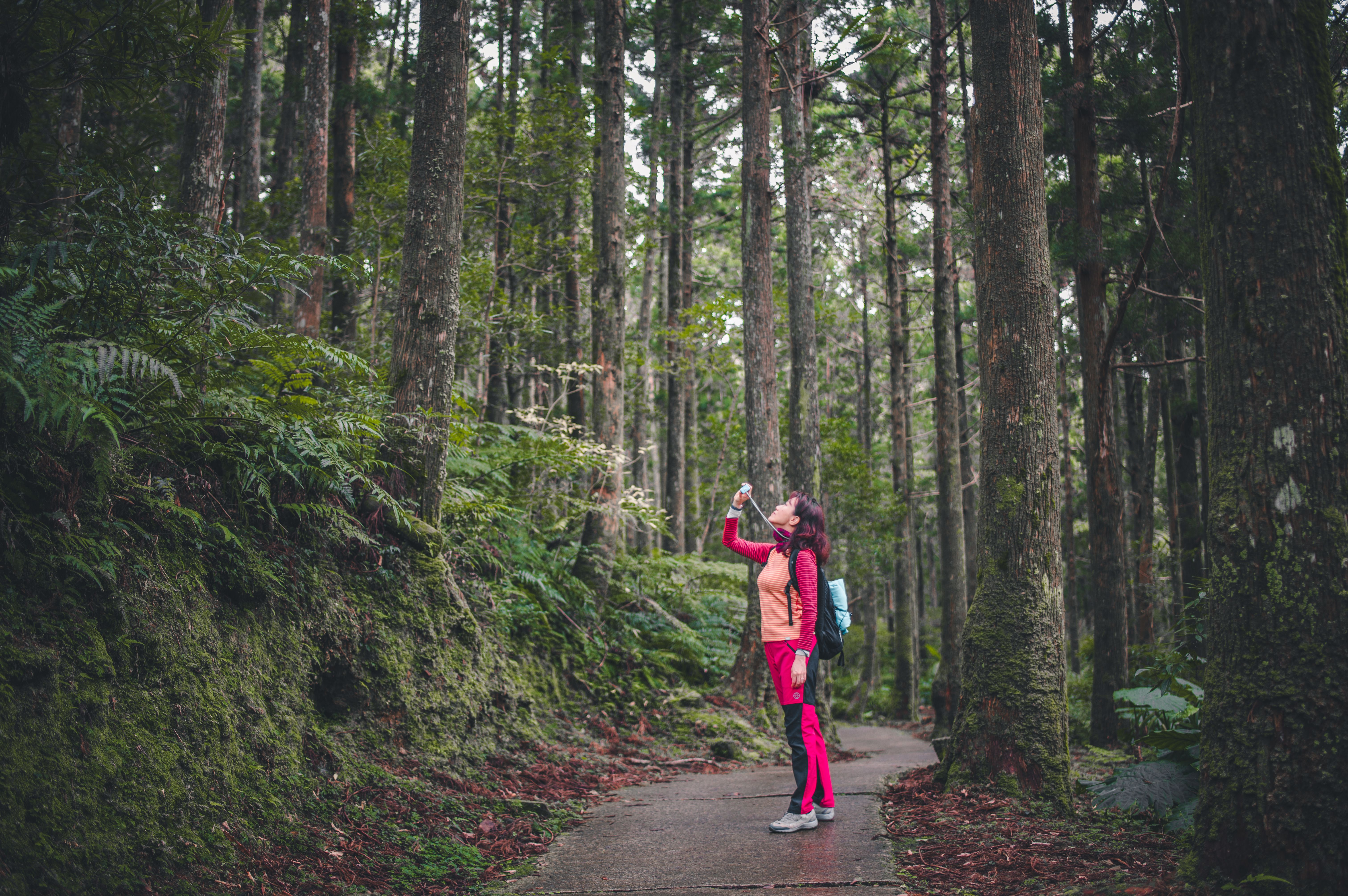 Exploring Lush Forest Trails in Taiwan · Free Stock Photo