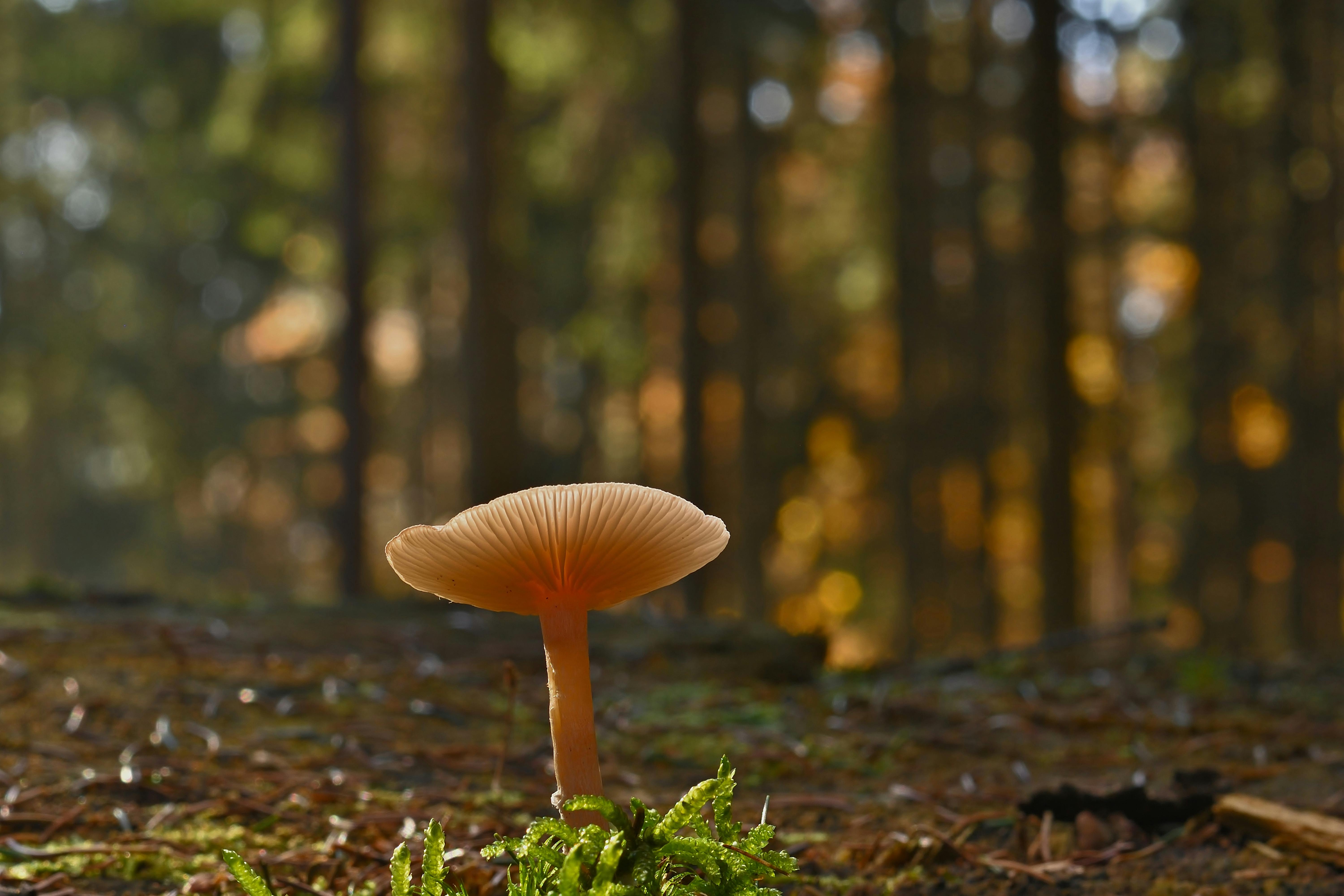 Hellstar+Background Photos, Download The BEST Free Hellstar+Background ...