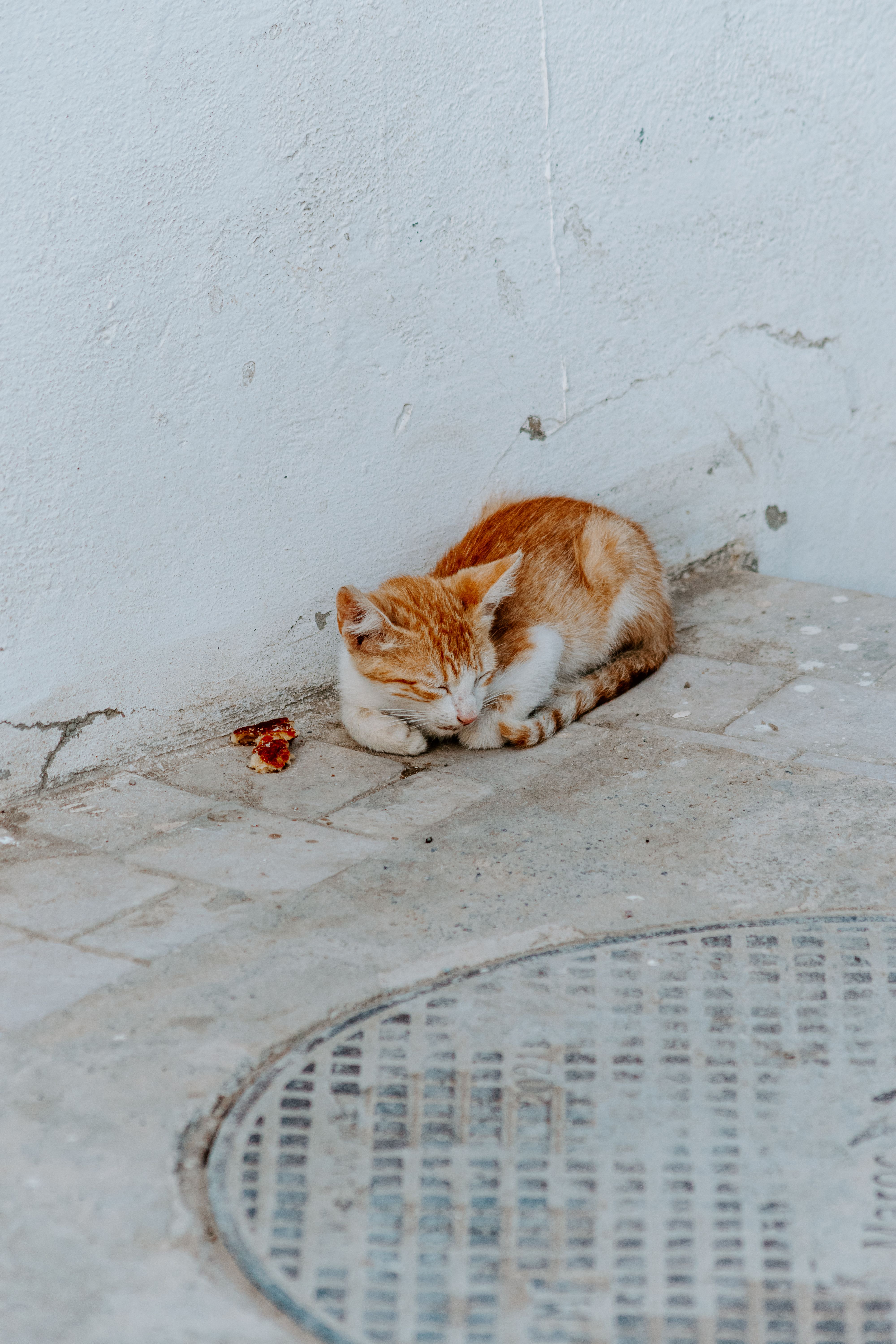 Street Cat Resting on Moroccan Pavement · Free Stock Photo