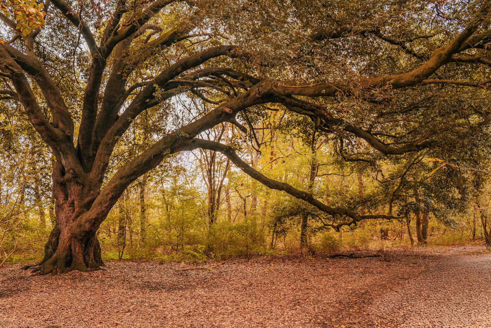 Old Tree Photos, Download The BEST Free Old Tree Stock Photos & HD Images