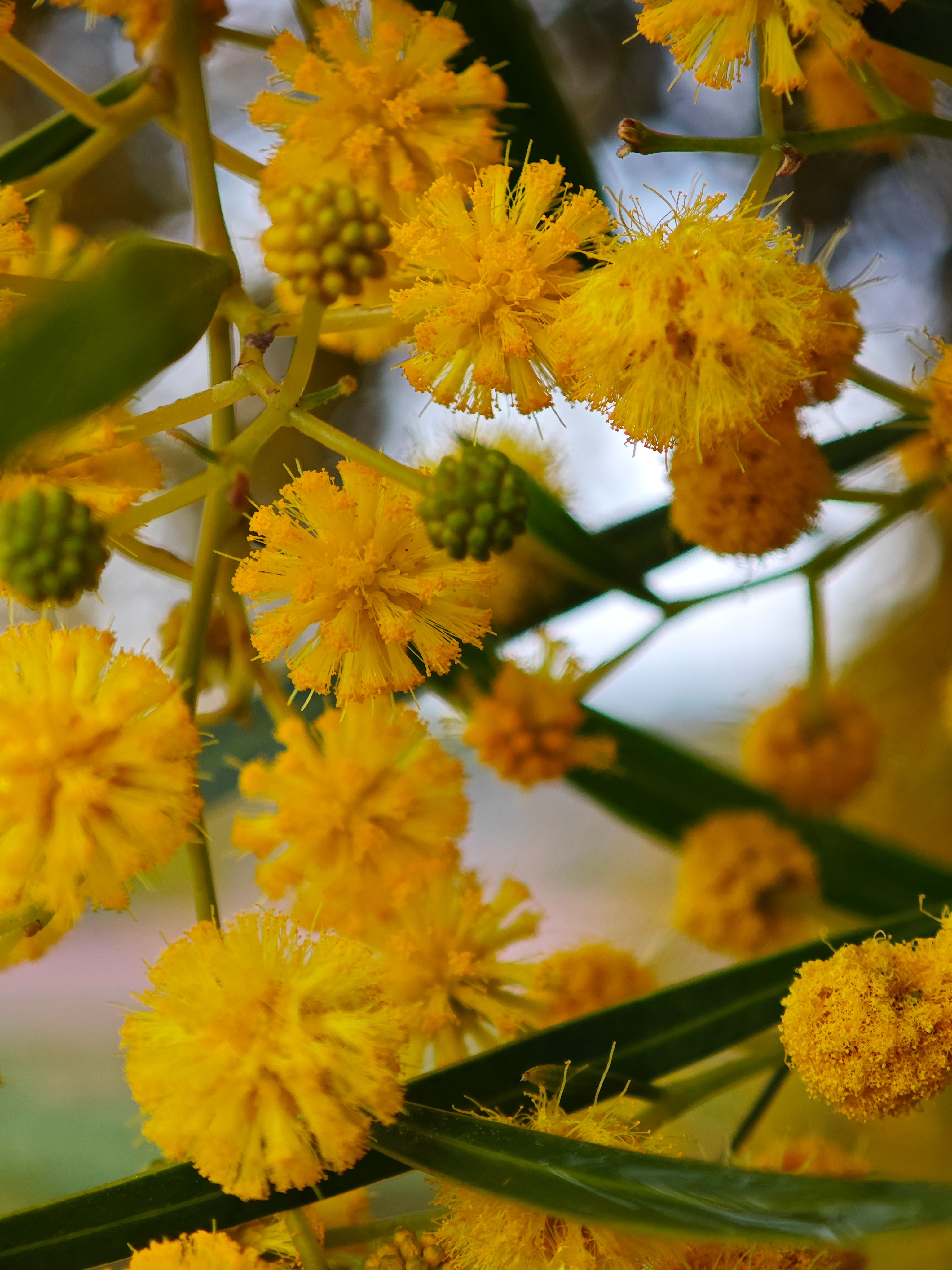 Wattle Lintu Photos, Download The BEST Free Wattle Lintu Stock Photos ...