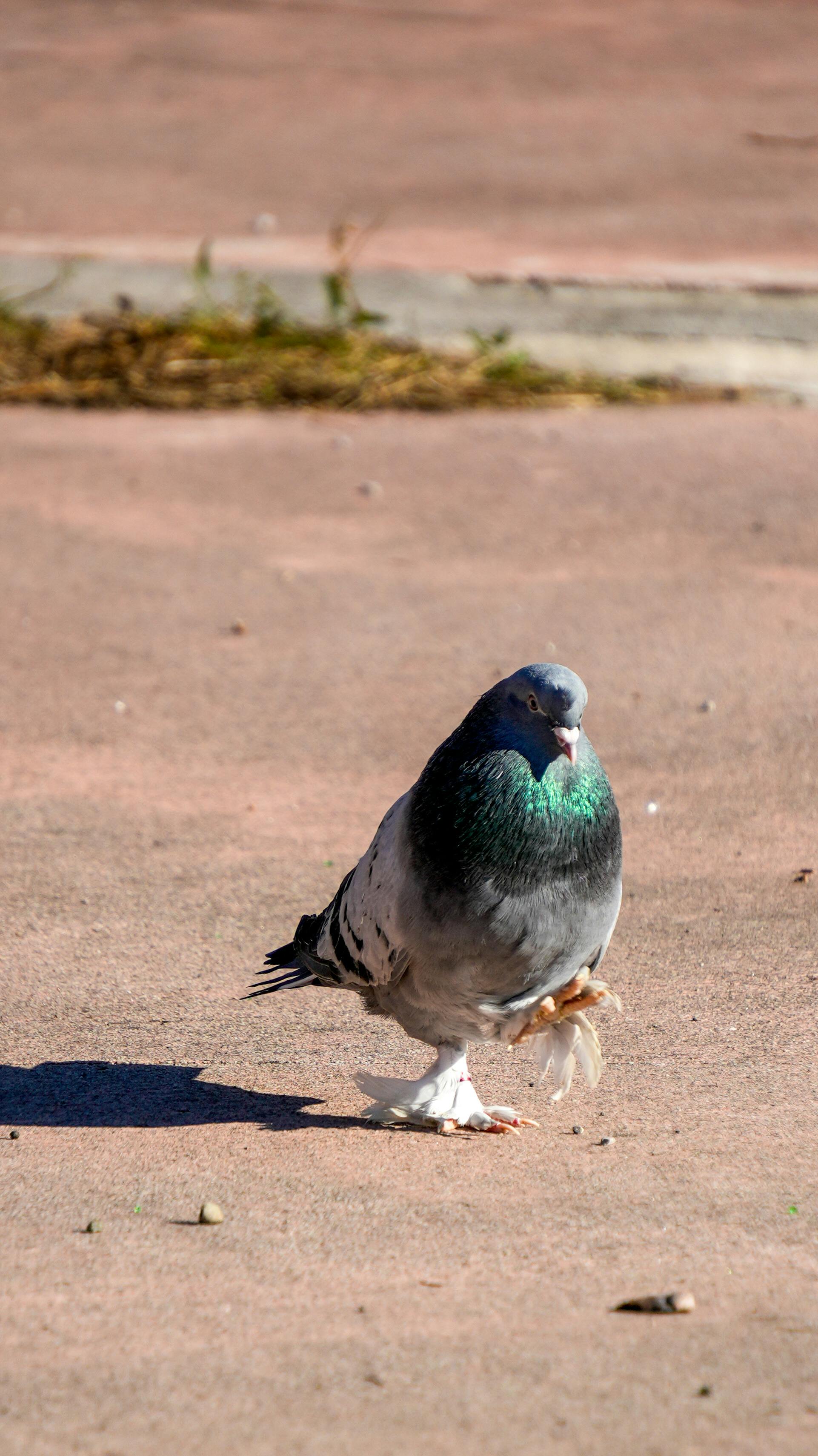 Gross Feet Photos, Download The BEST Free Gross Feet Stock Photos & HD ...