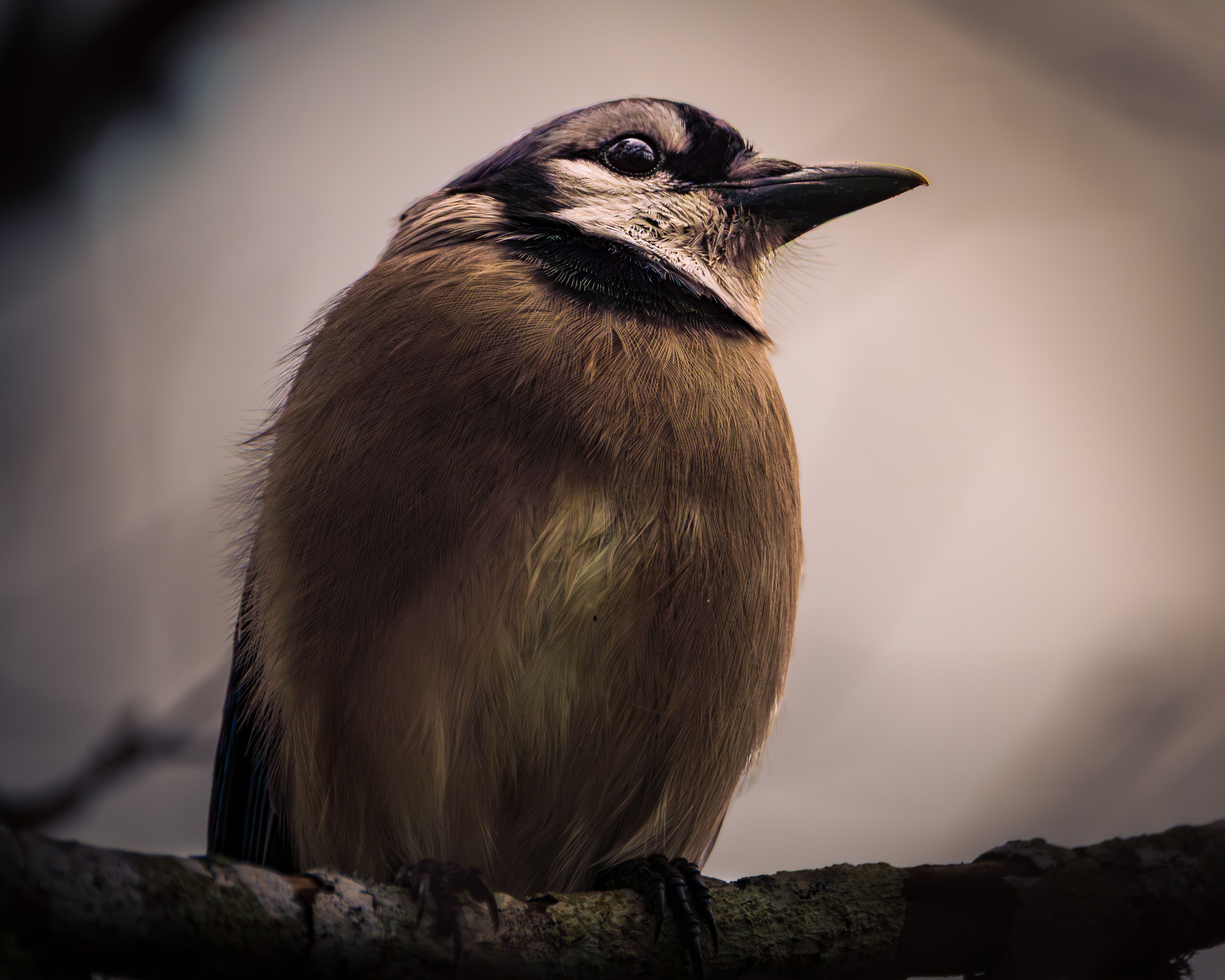 Bird Close Up Photos, Download The BEST Free Bird Close Up Stock Photos ...
