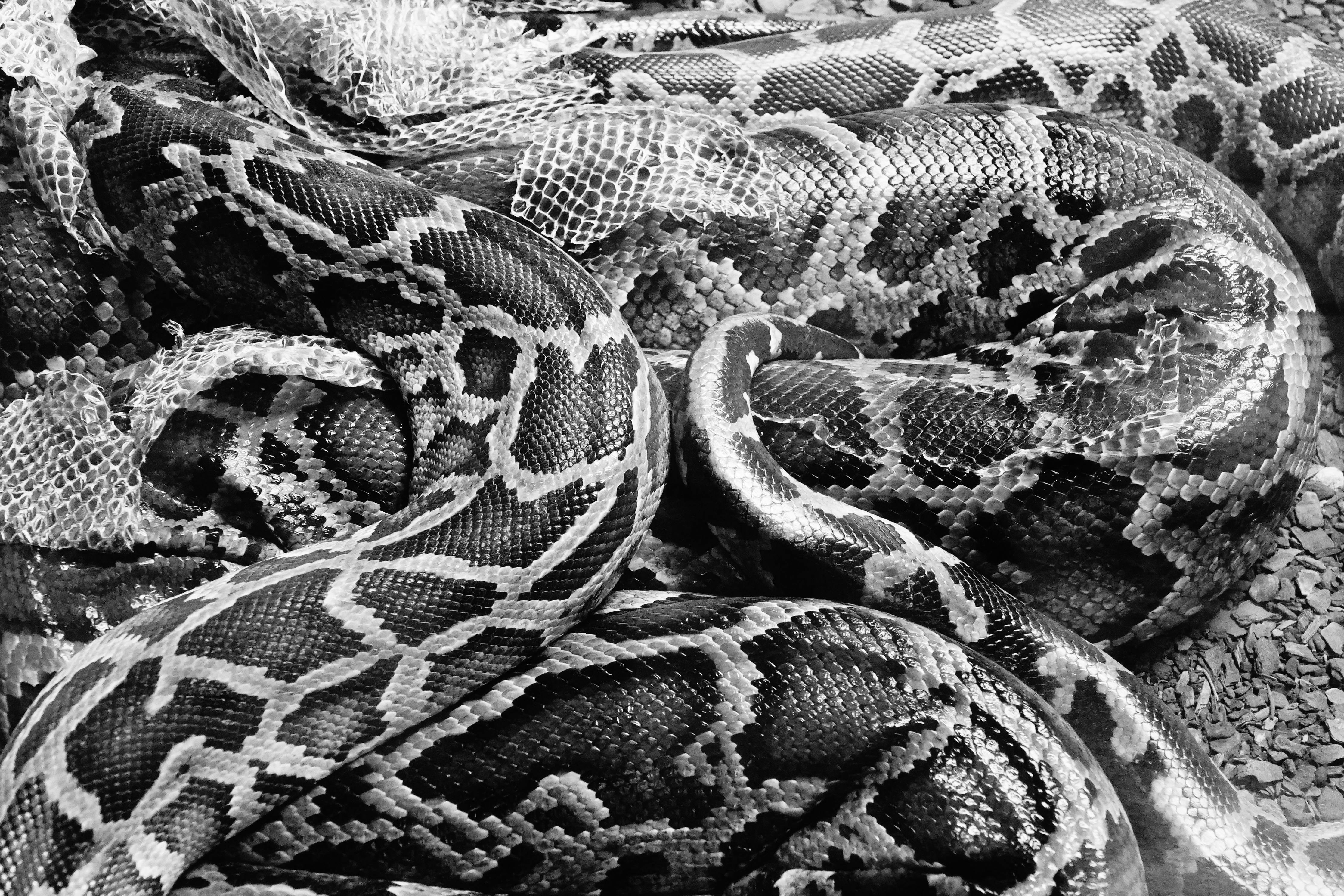 Python Photos, Download The BEST Free Python Stock Photos & HD Images