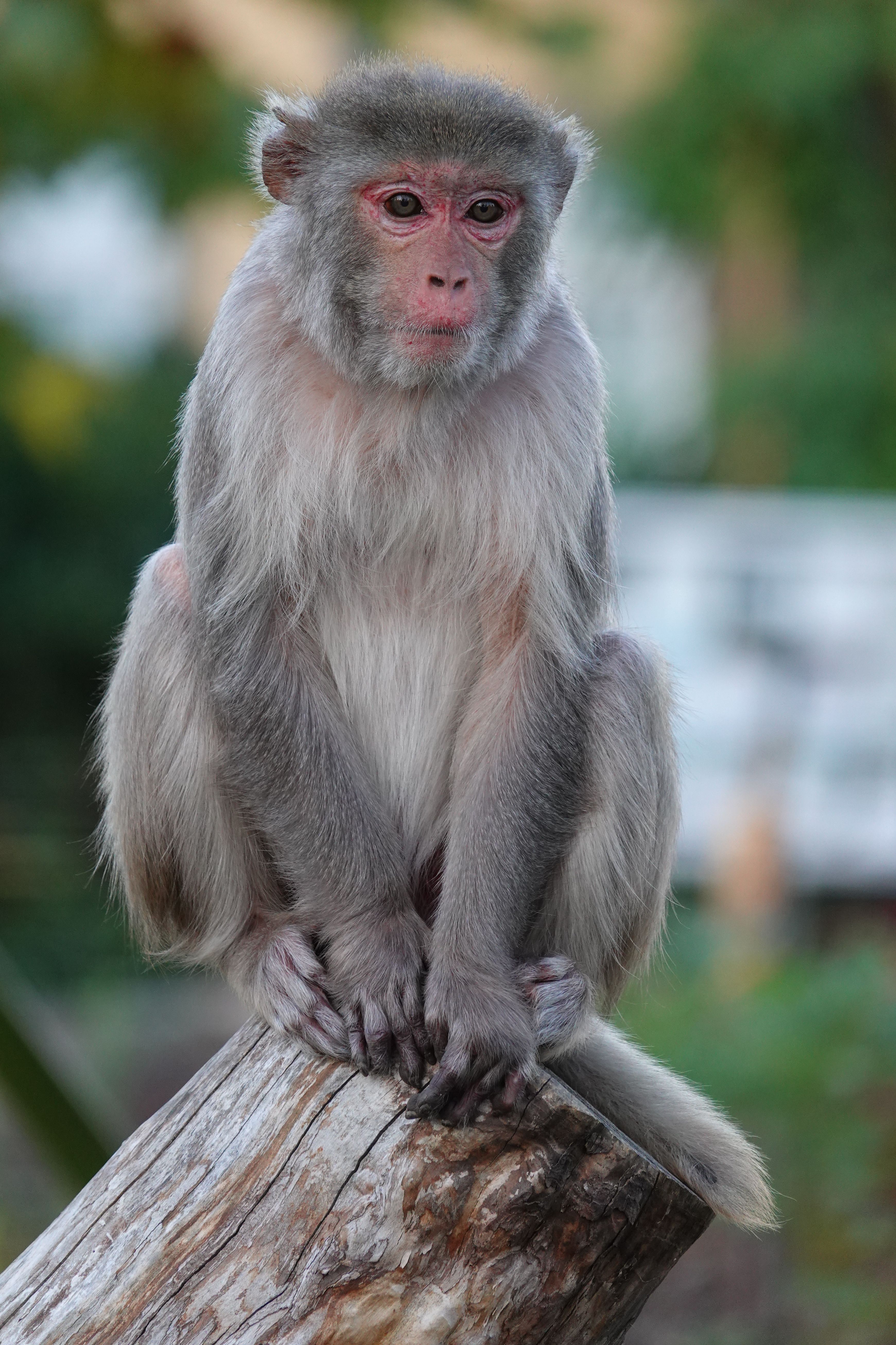 10.000+ melhores imagens de Macaco-da-bunda-rosa · Download 100% grátis ...
