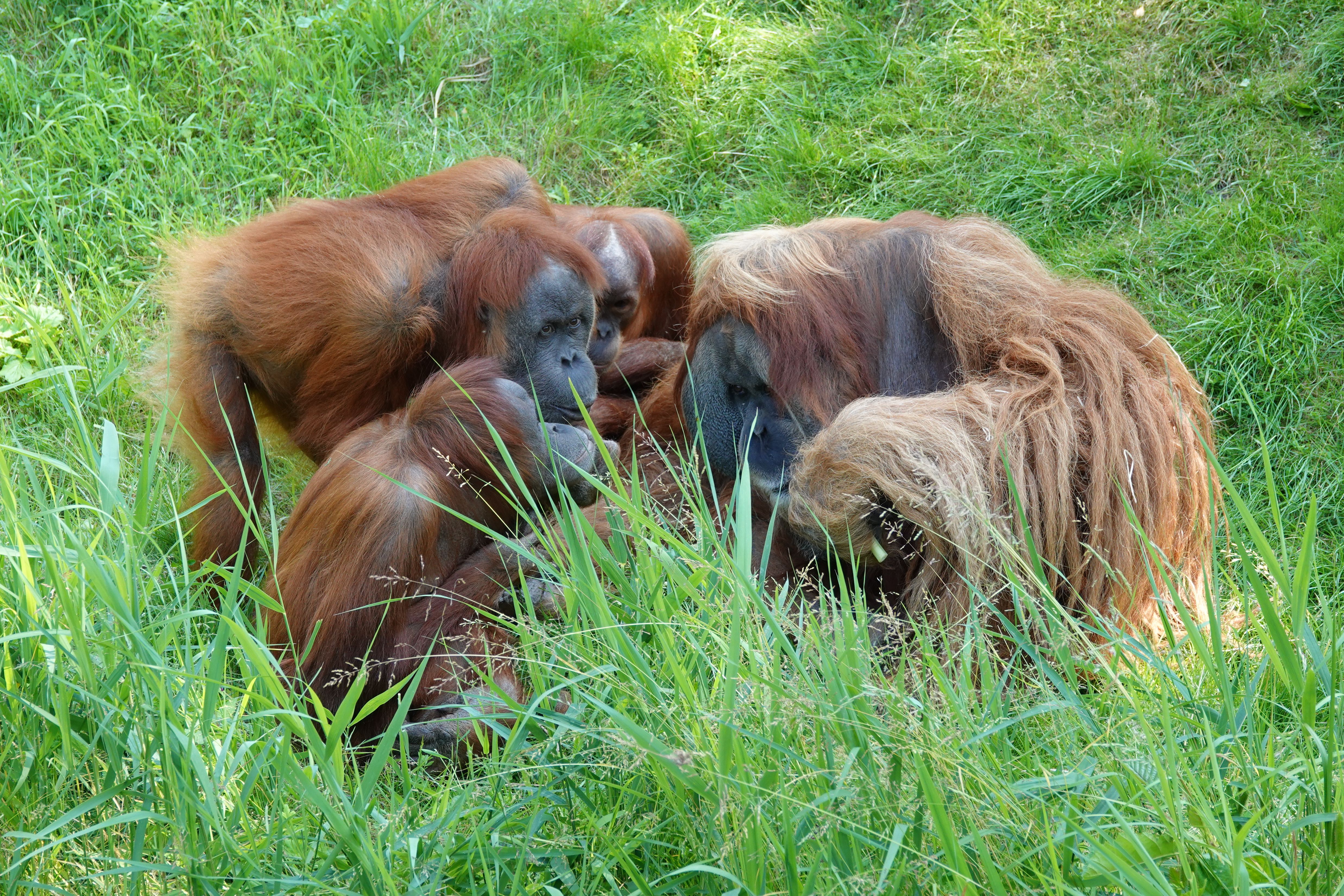 Zoo Animals Photos, Download The BEST Free Zoo Animals Stock Photos ...