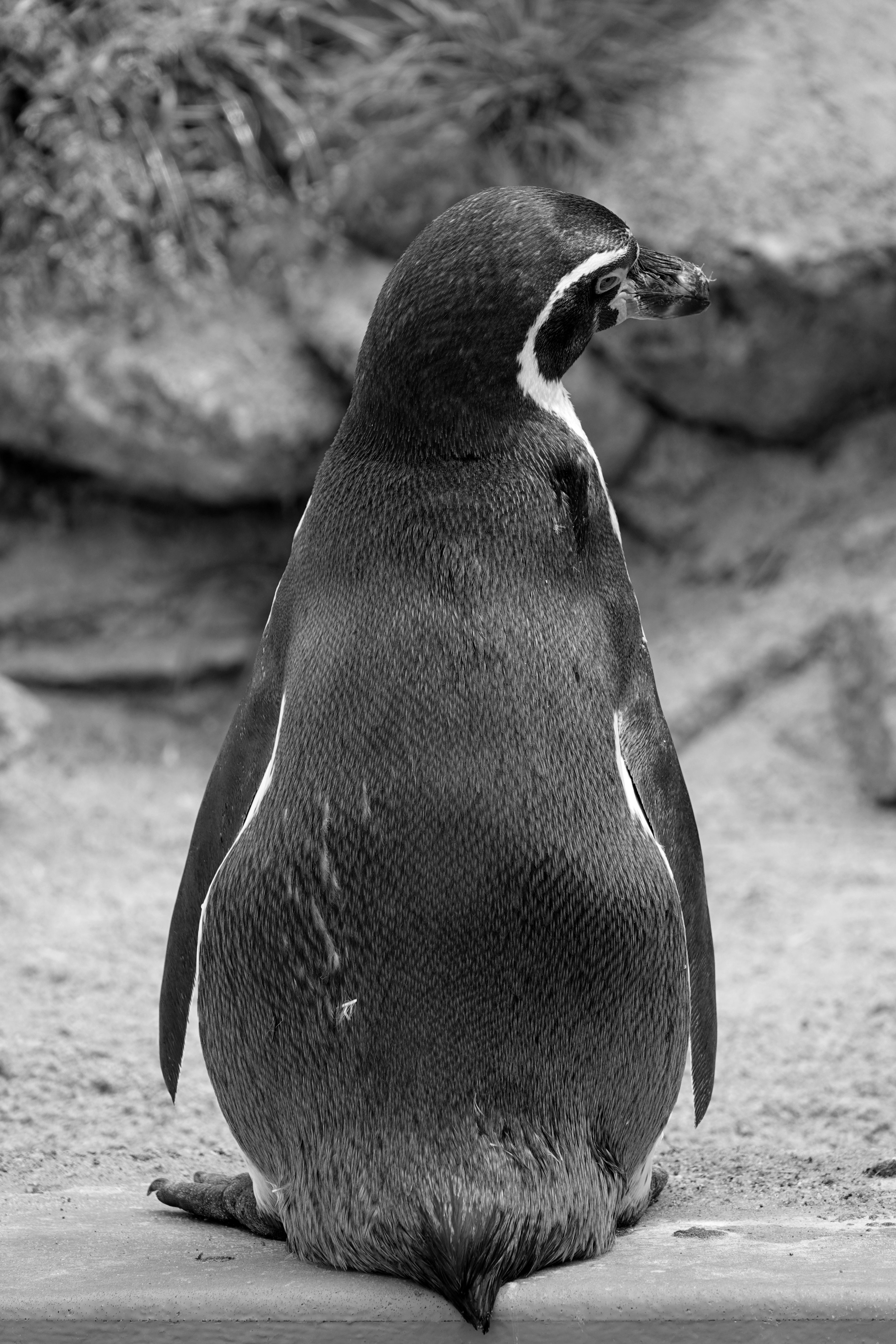 Back View of Penguin in Black and White · Free Stock Photo