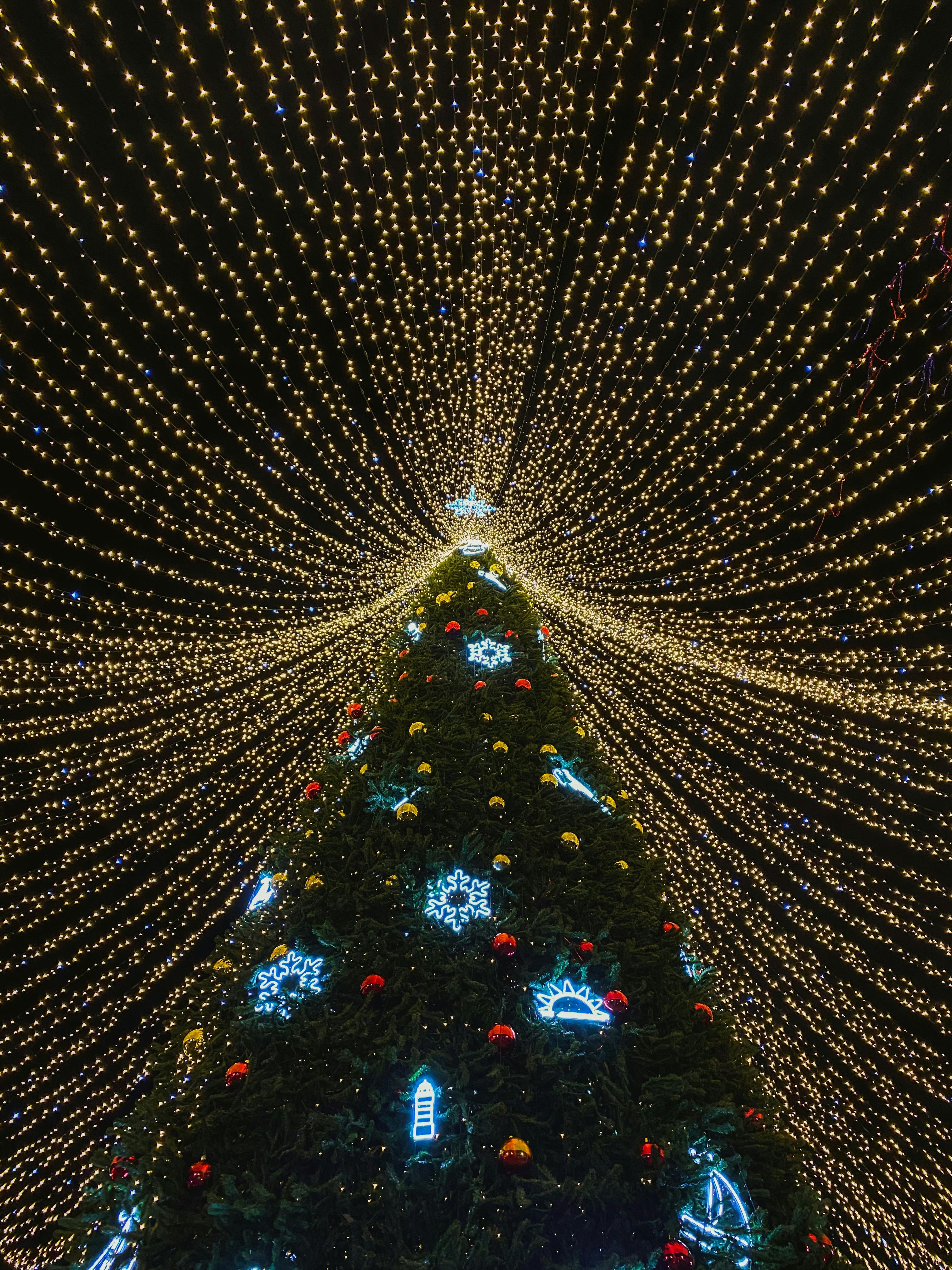Illuminated Christmas Tree with Starry Lights · Free Stock Photo
