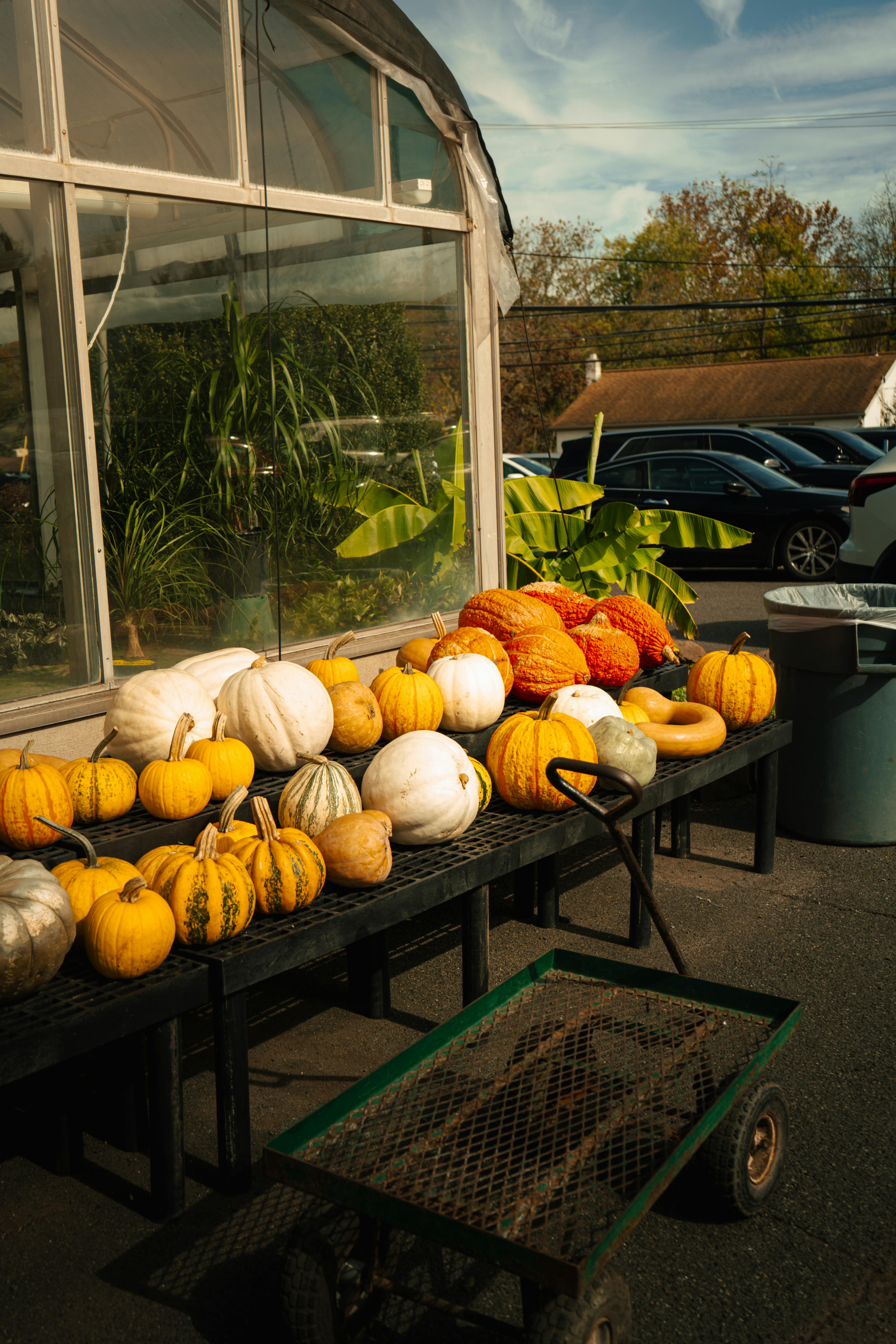 Squash Photos, Download The BEST Free Squash Stock Photos & HD Images