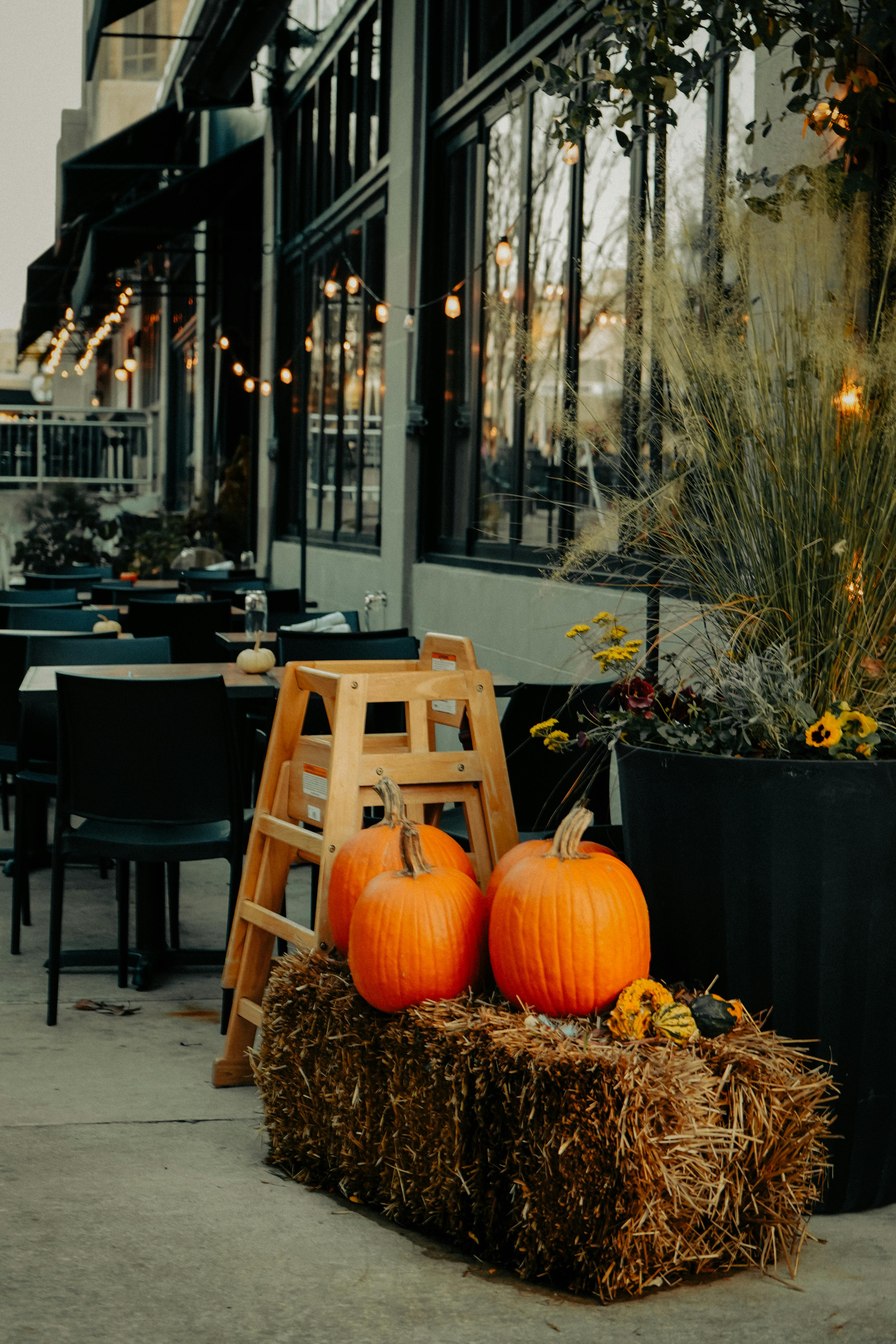 Thanksgiving Flamingo Photos, Download The BEST Free Thanksgiving ...