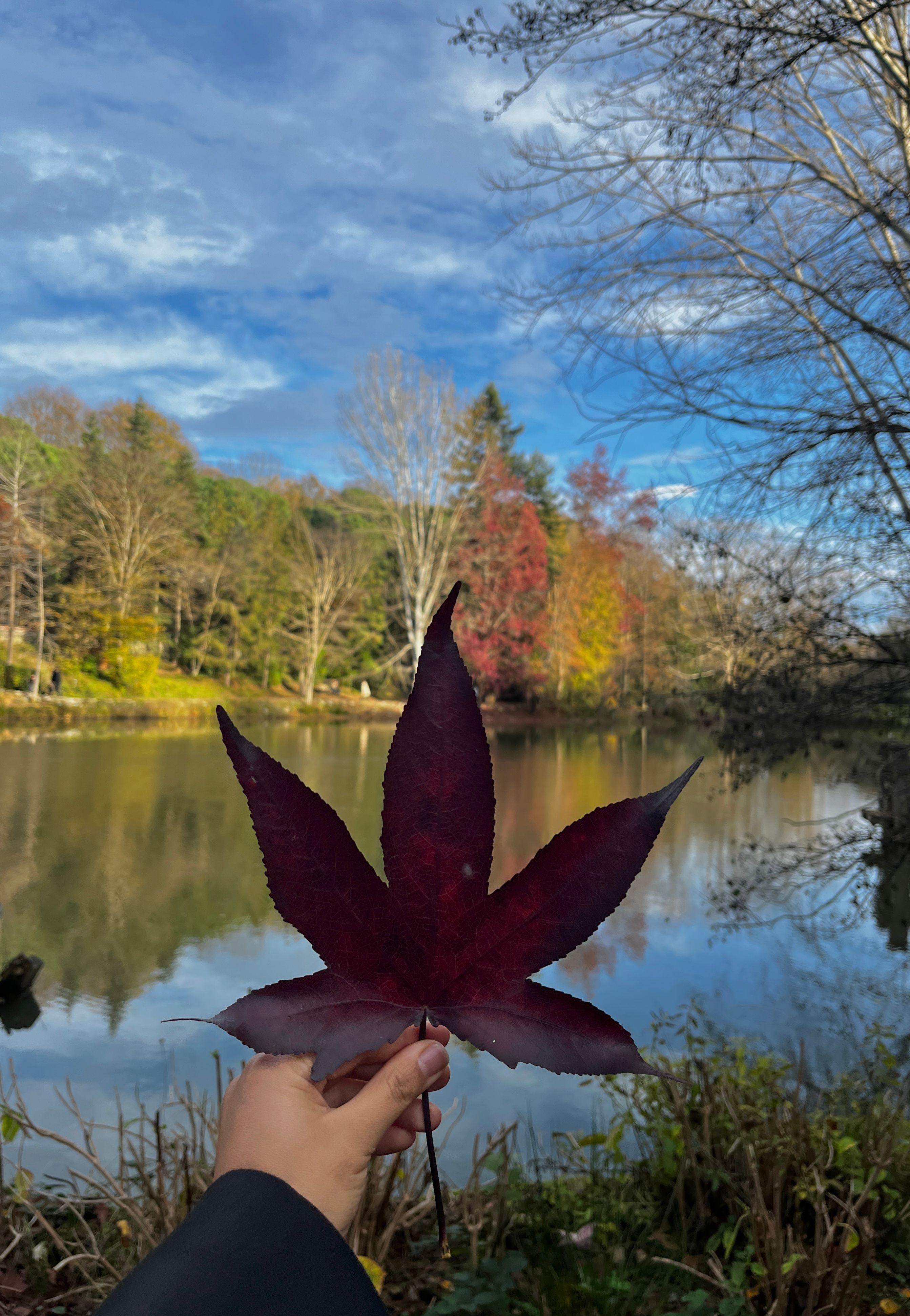 Red Maple Leaf by Serene Lake in Autumn · Free Stock Photo