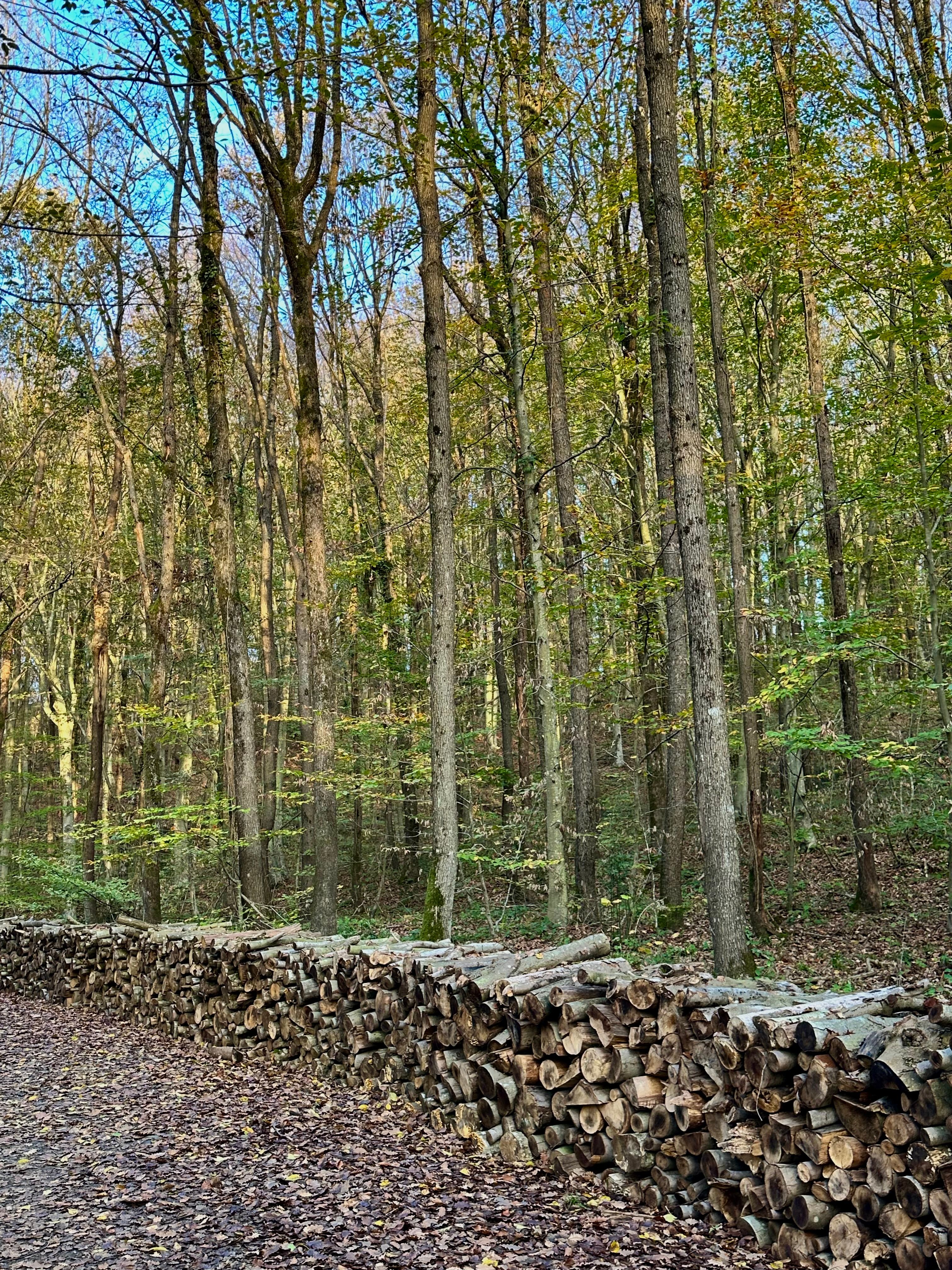 Serene Autumn Woodland Path with Stacked Logs · Free Stock Photo