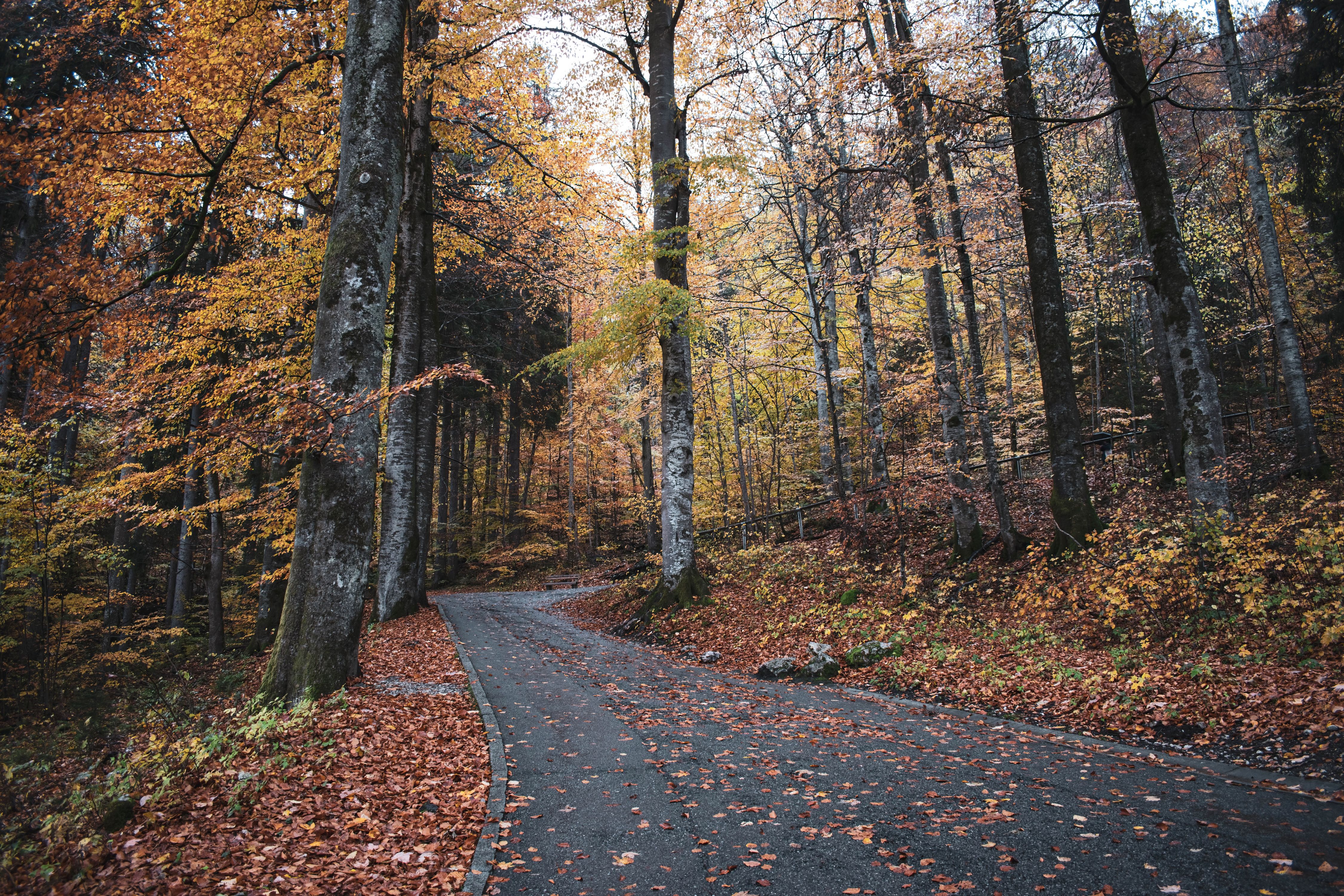 Autumn Forest Path with Fallen Leaves · Free Stock Photo
