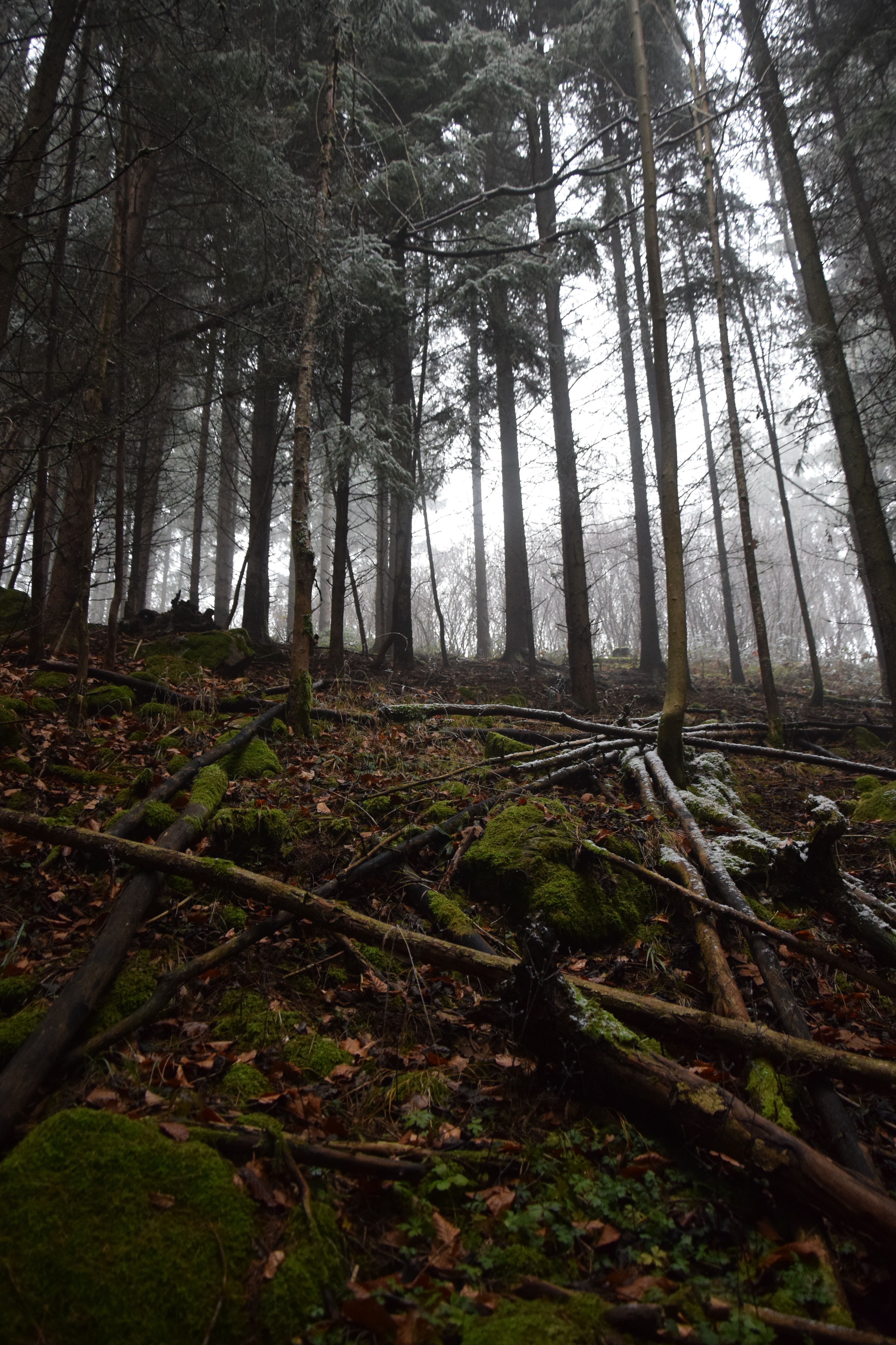 Misty Forest Scene with Mossy Fallen Logs · Free Stock Photo