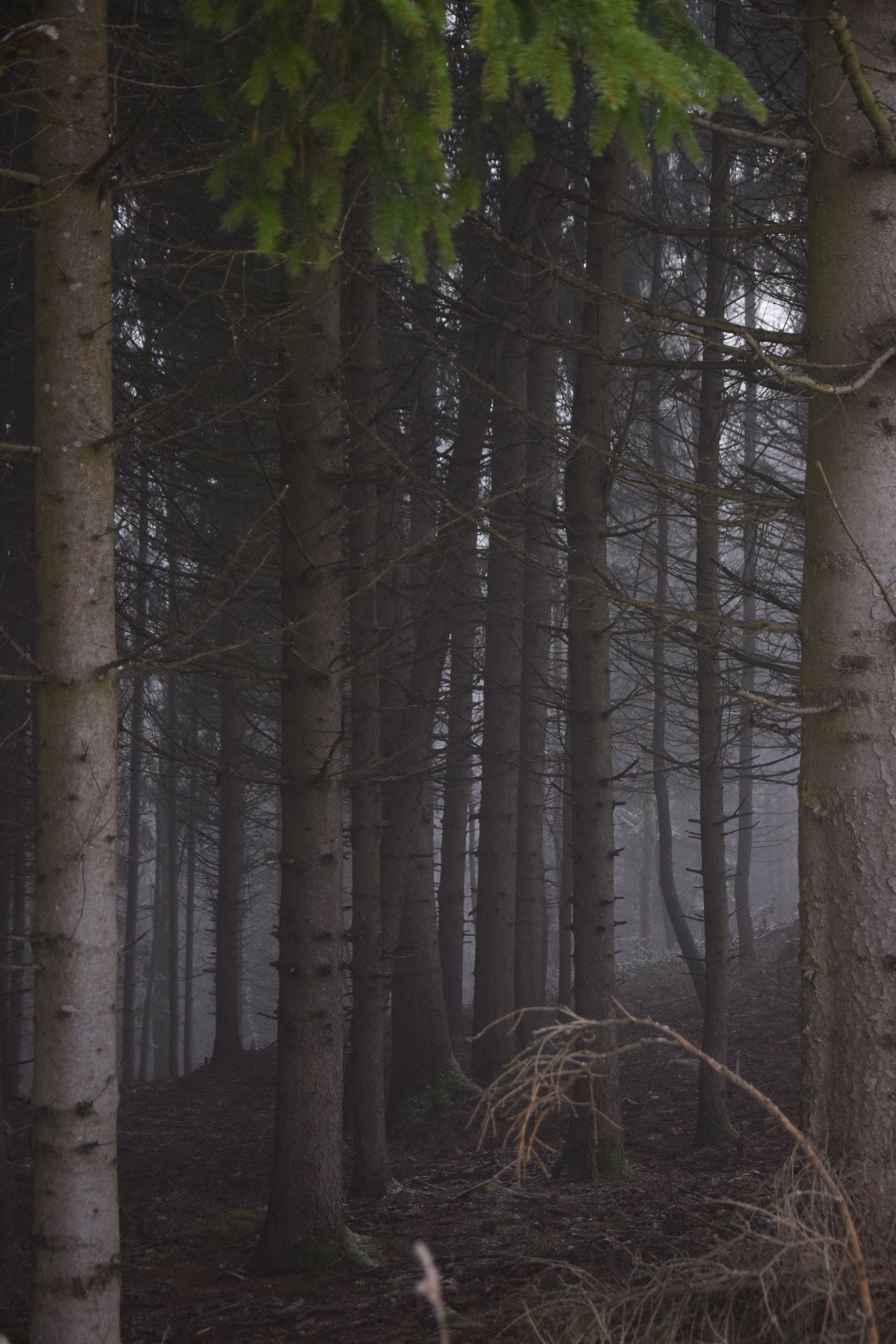 A Dense Foggy Forest · Free Stock Photo