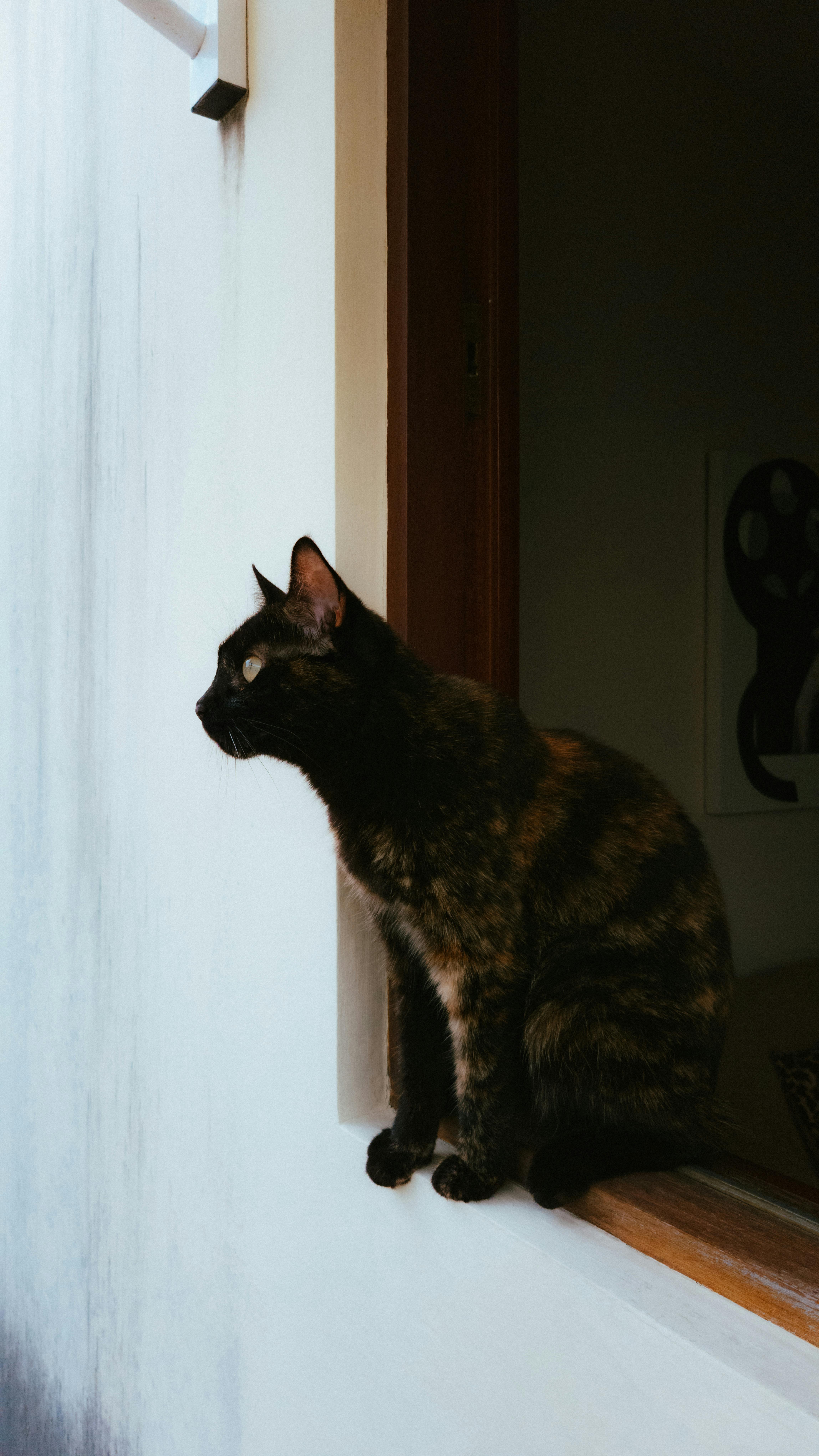 Cat Reaction Photos, Download The BEST Free Cat Reaction Stock Photos ...