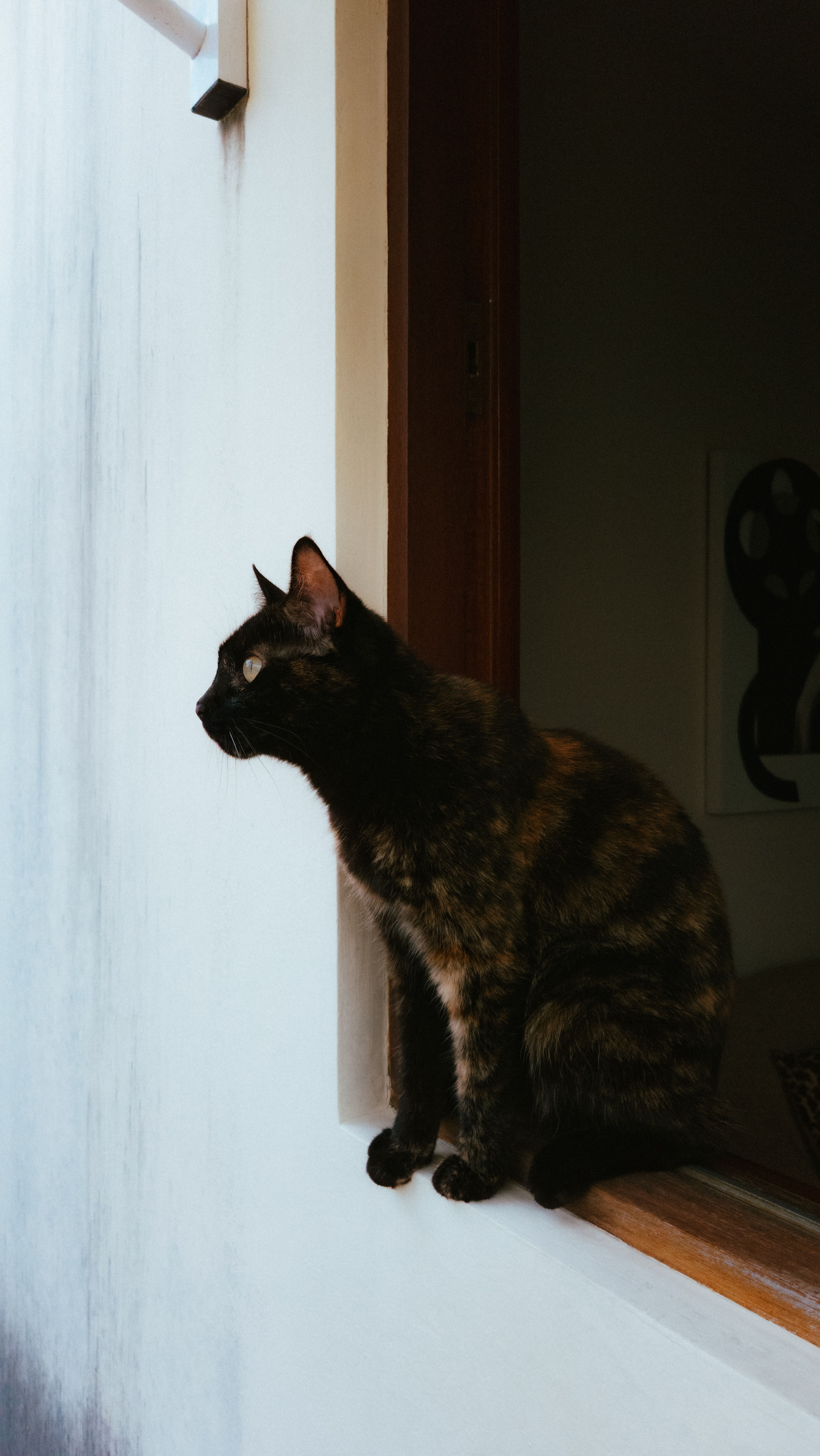 Tortoiseshell Cat Sitting by a Window Sill · Free Stock Photo