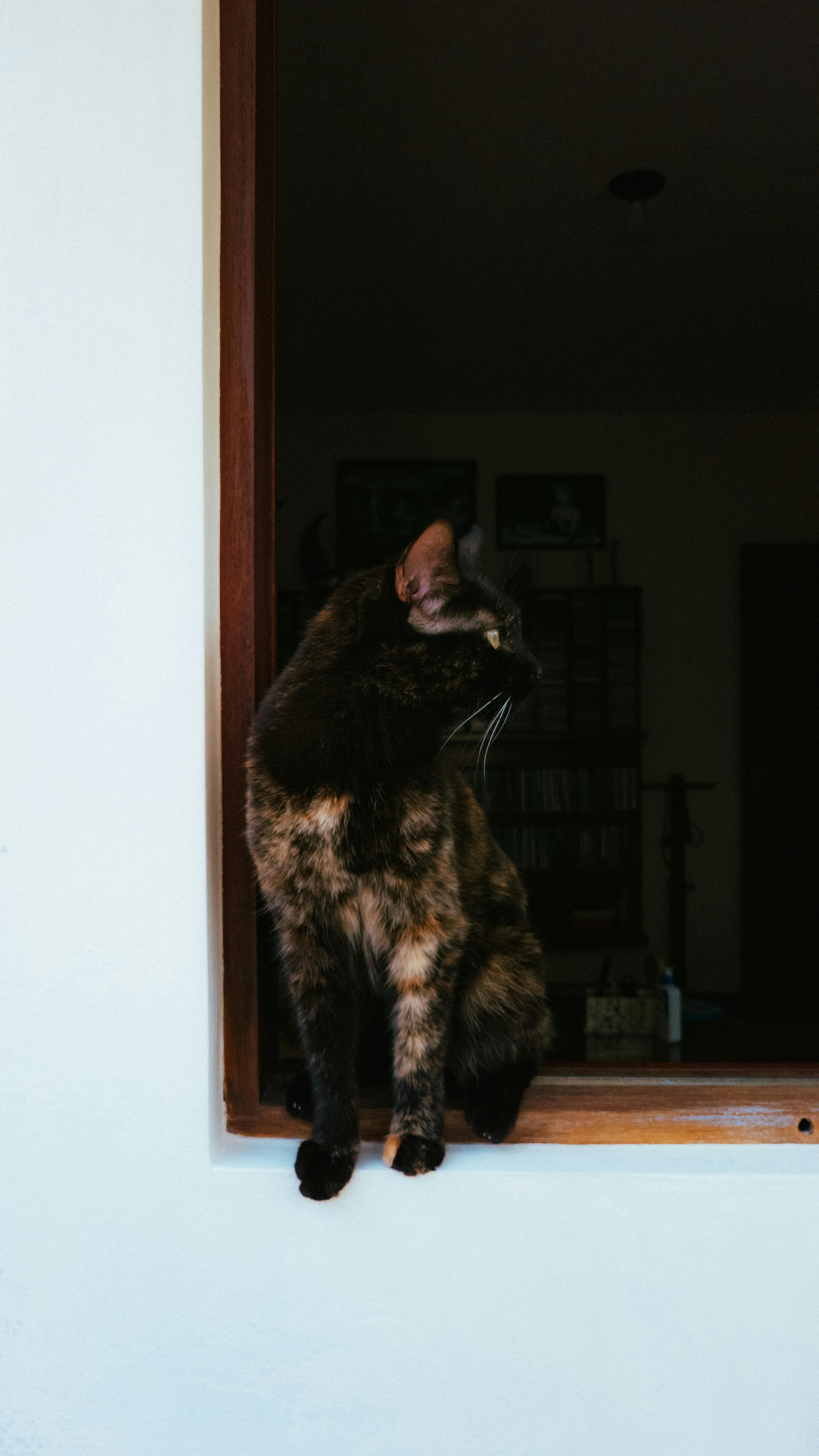 Cat Reaction Photos, Download The BEST Free Cat Reaction Stock Photos ...