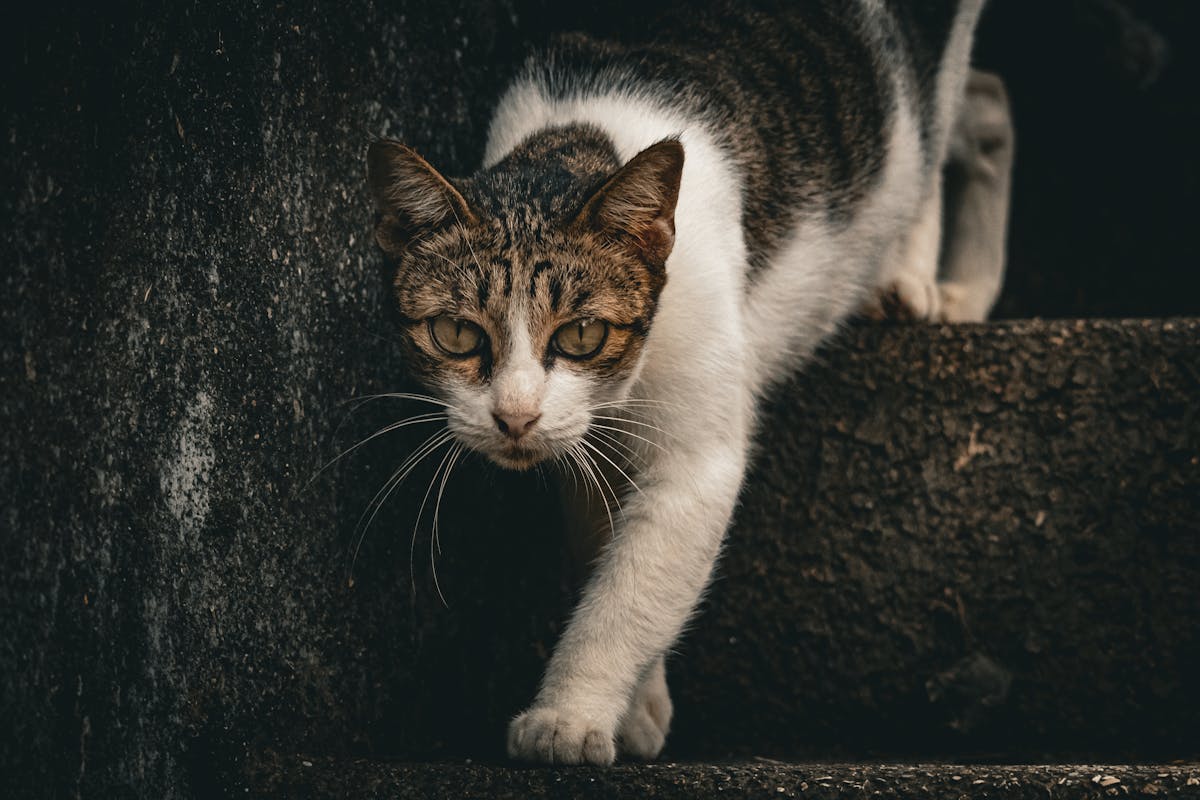 Low Resolution Cat Photos, Download The BEST Free Low Resolution Cat ...