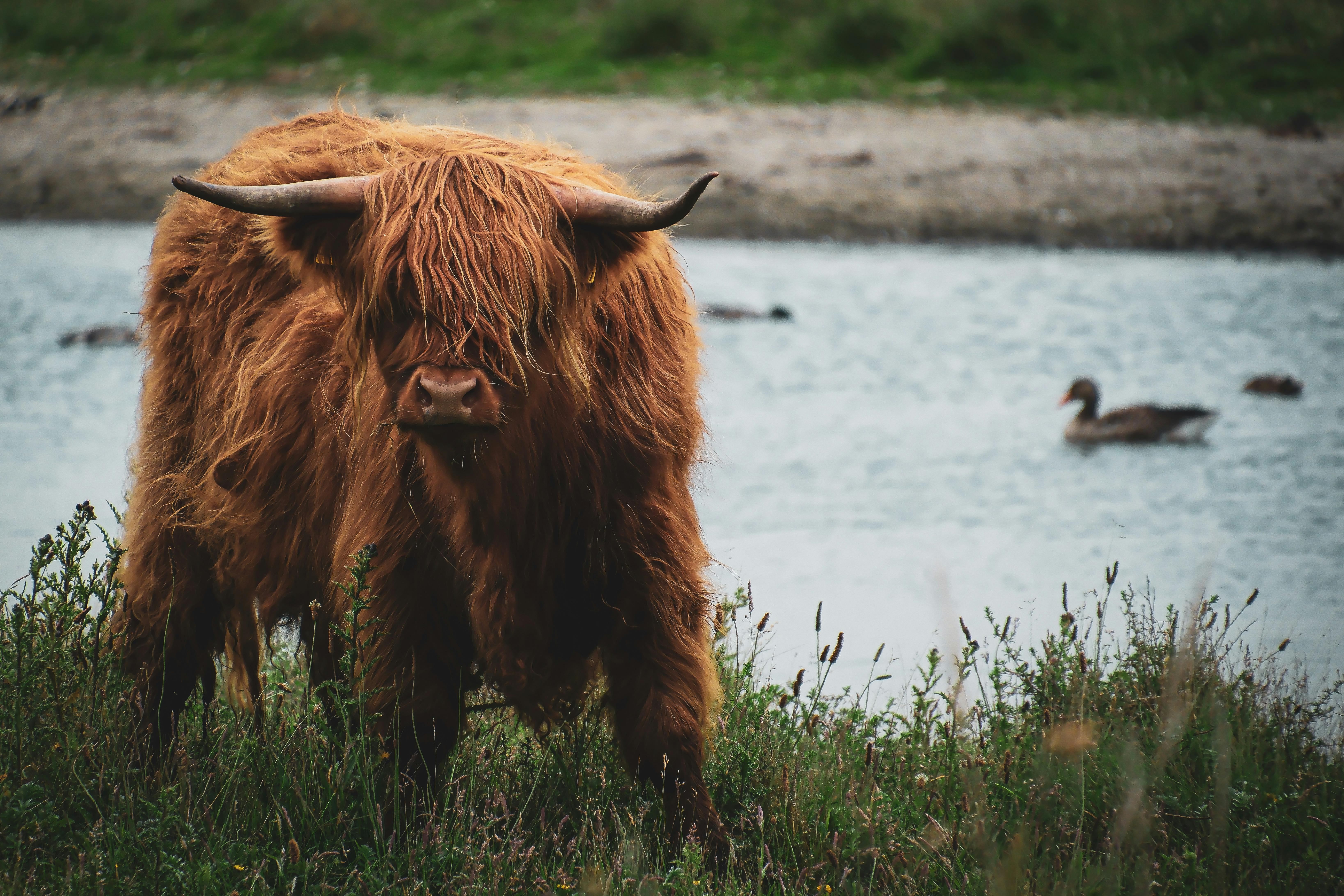 Highland Cow Photos, Download The BEST Free Highland Cow Stock Photos ...