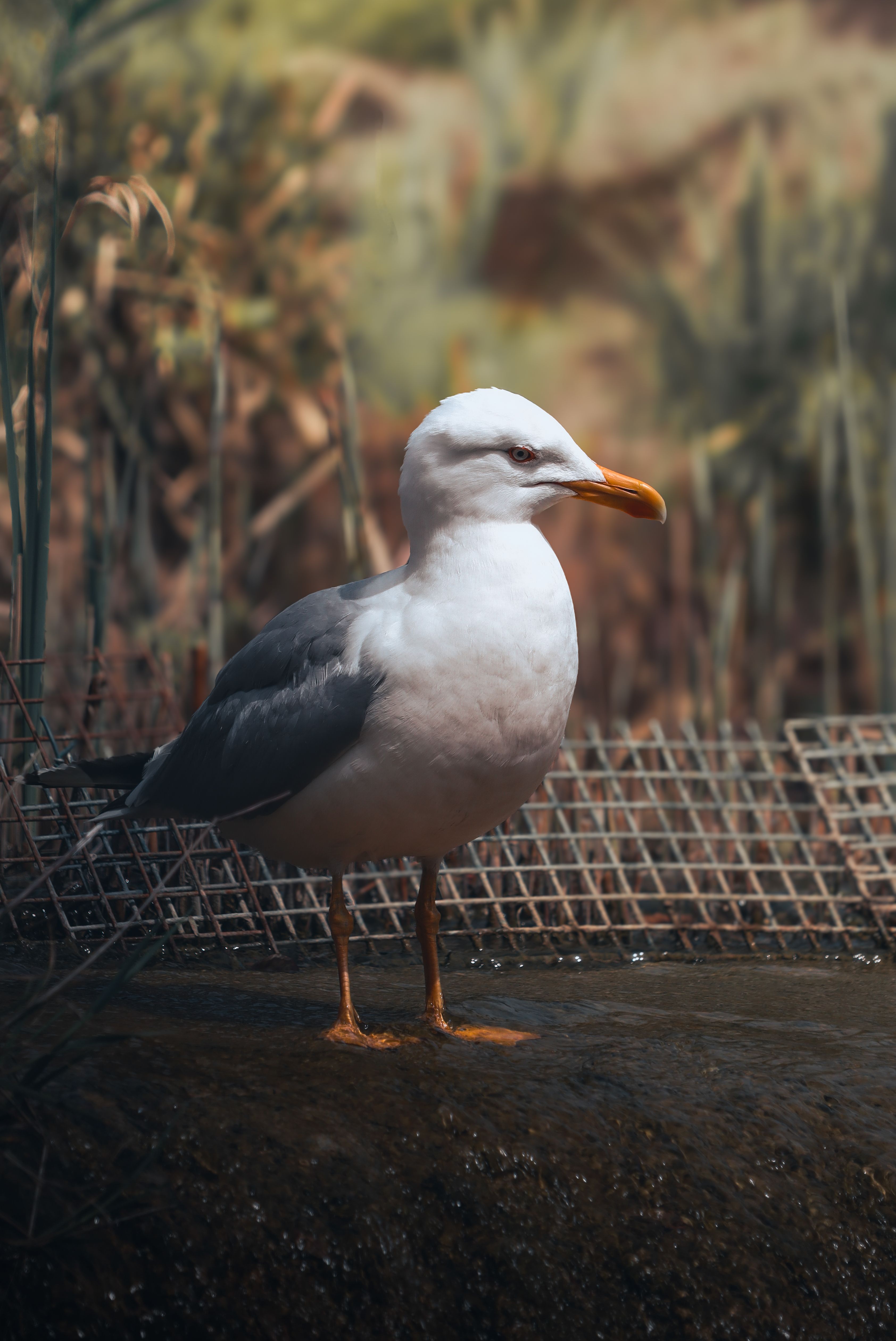 Nature Bird Background Photos, Download The BEST Free Nature Bird ...