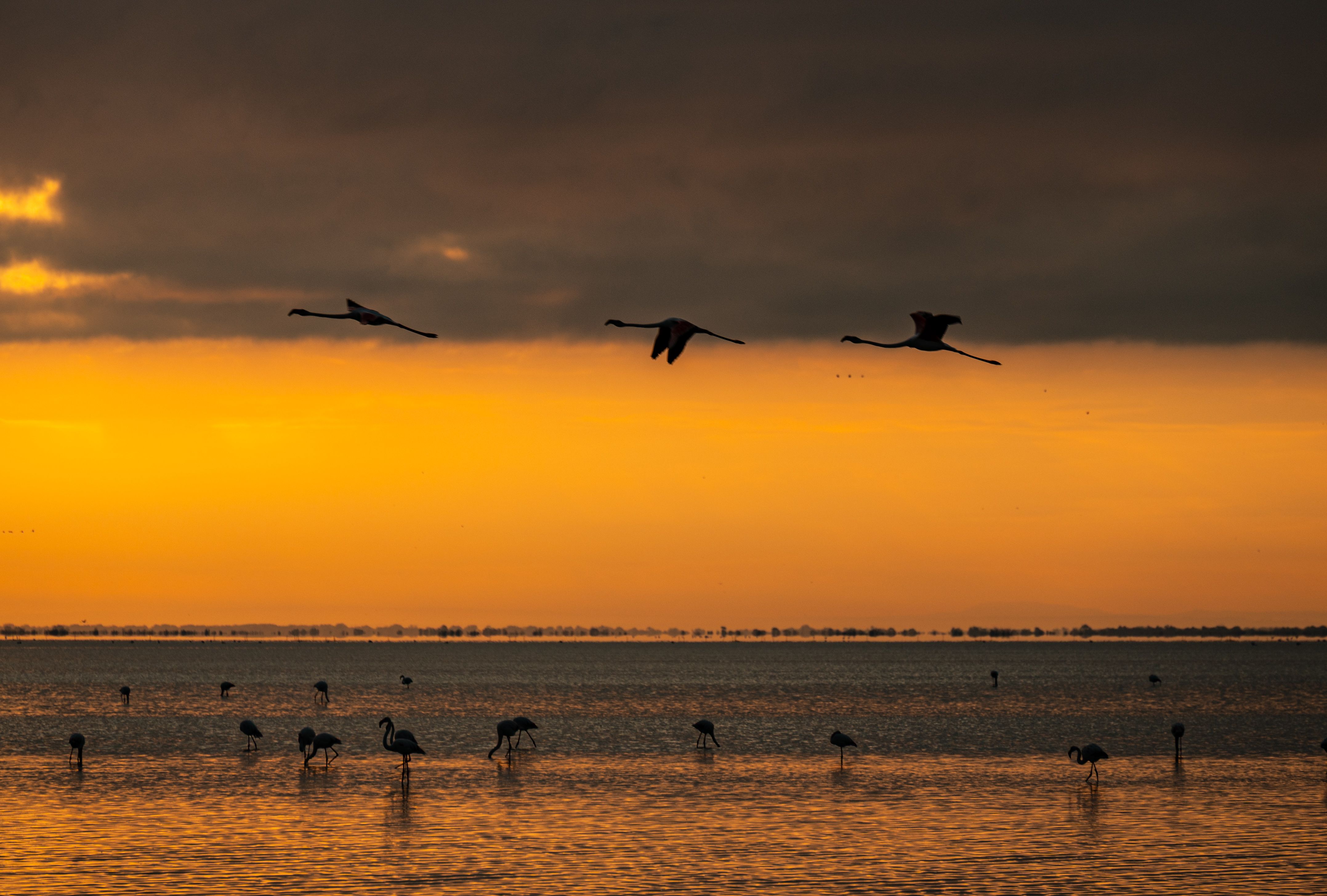 Migration Photos, Download The BEST Free Migration Stock Photos & HD Images