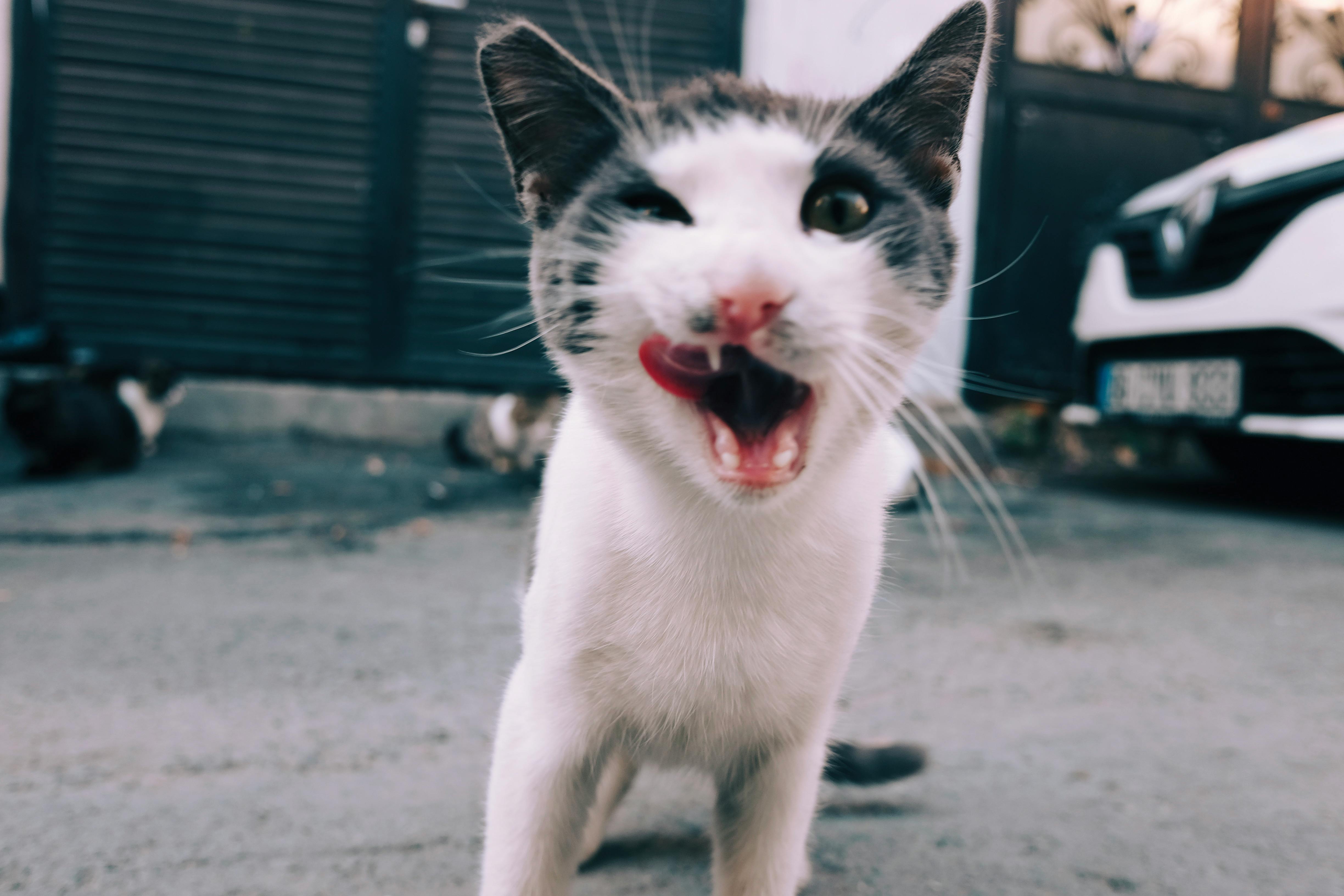 Funny Car Photos, Download The BEST Free Funny Car Stock Photos & HD Images