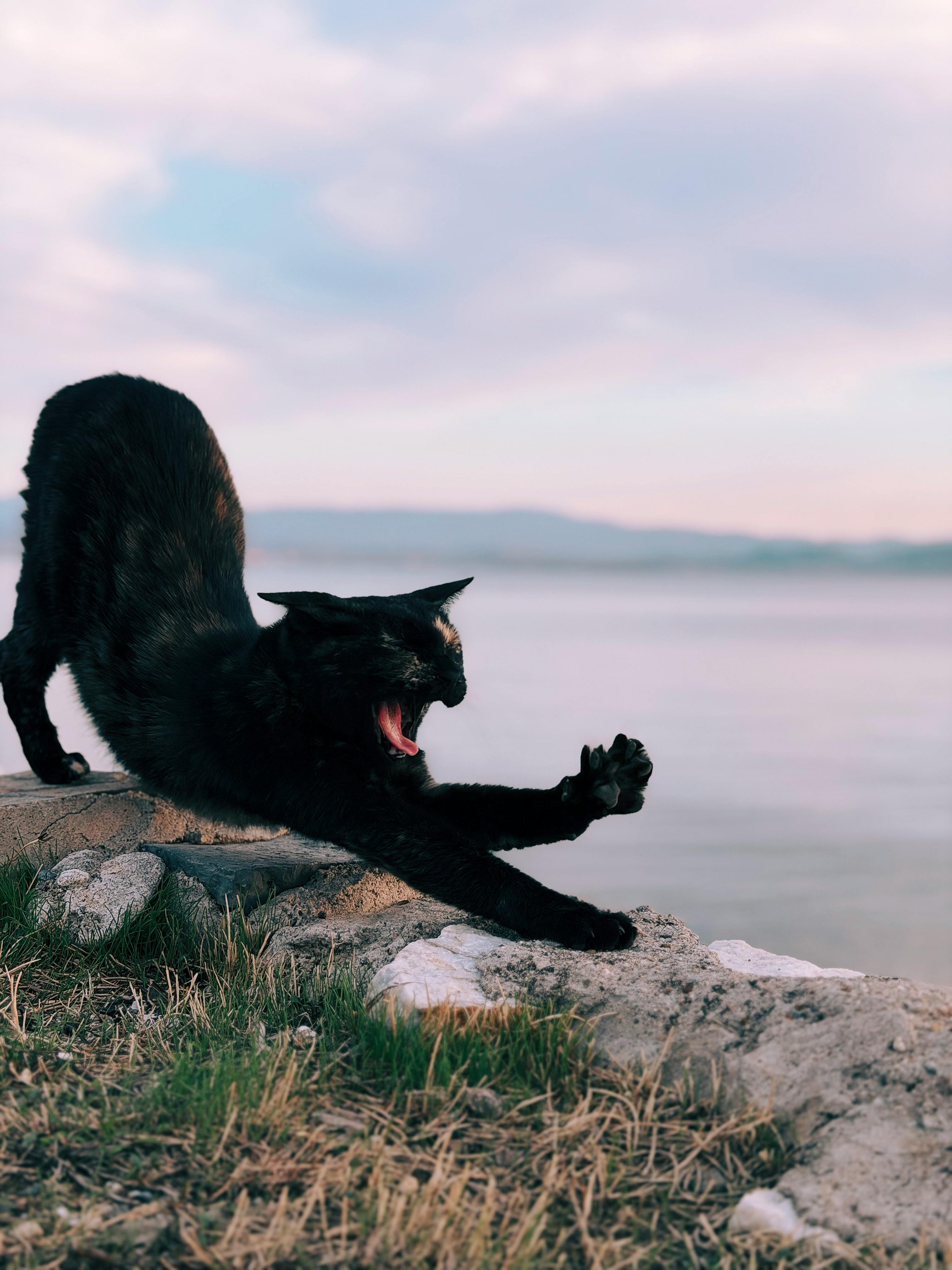 Good Morning Cat Photos, Download The BEST Free Good Morning Cat Stock ...