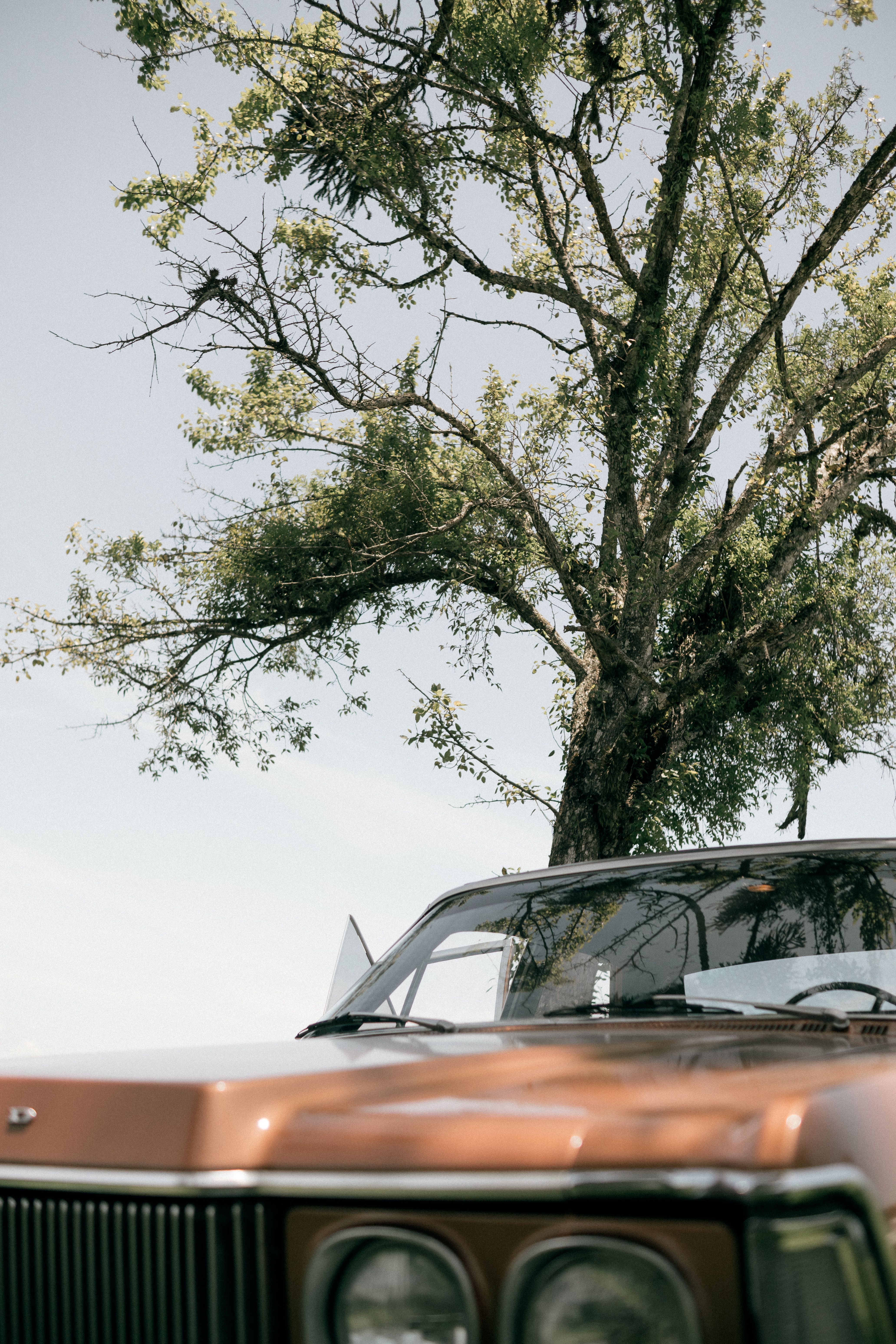 Red Sports Car Parked Under Shaded Trees · Free Stock Photo