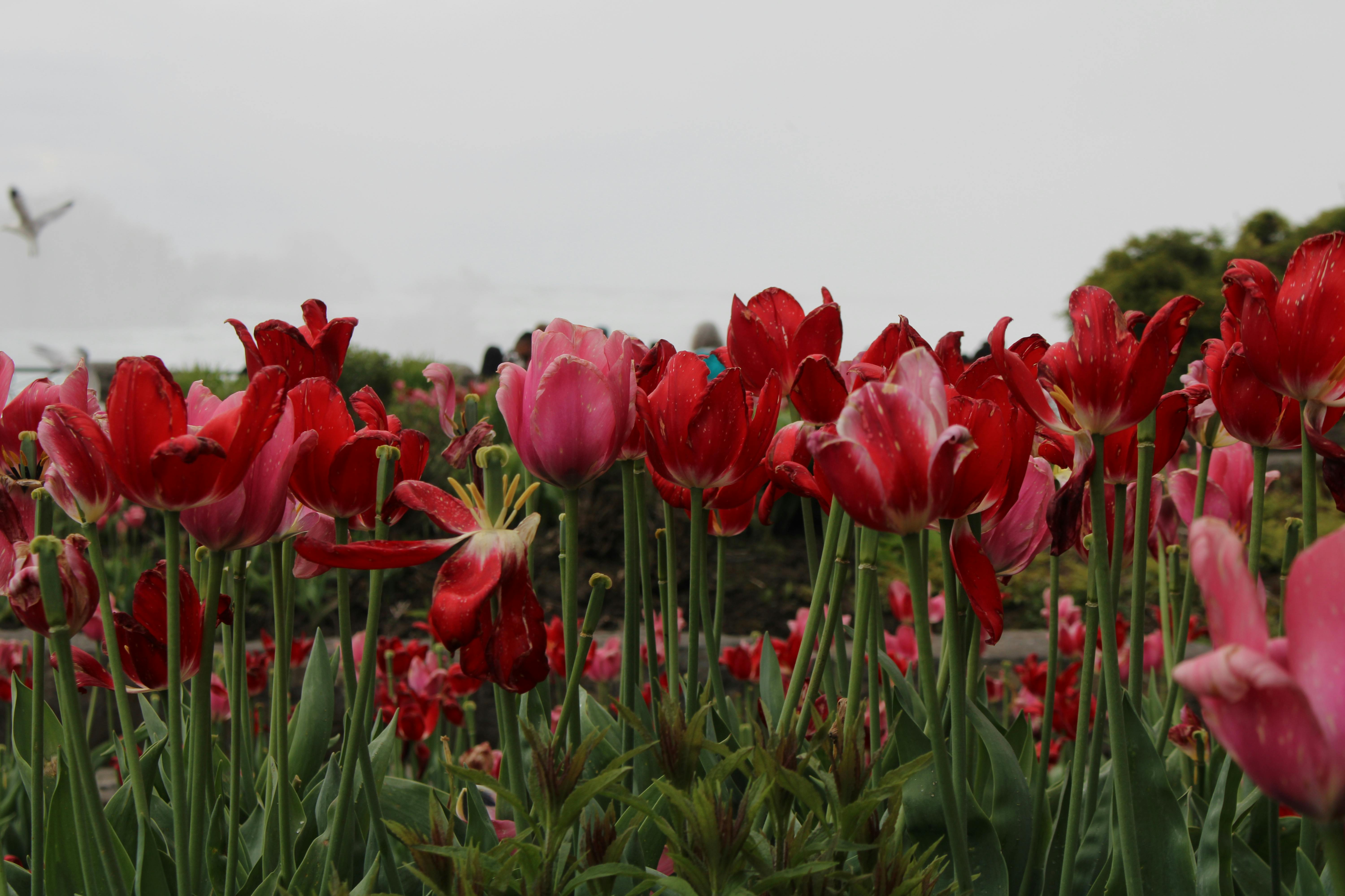 Colorful Landscape Photos, Download The BEST Free Colorful Landscape ...