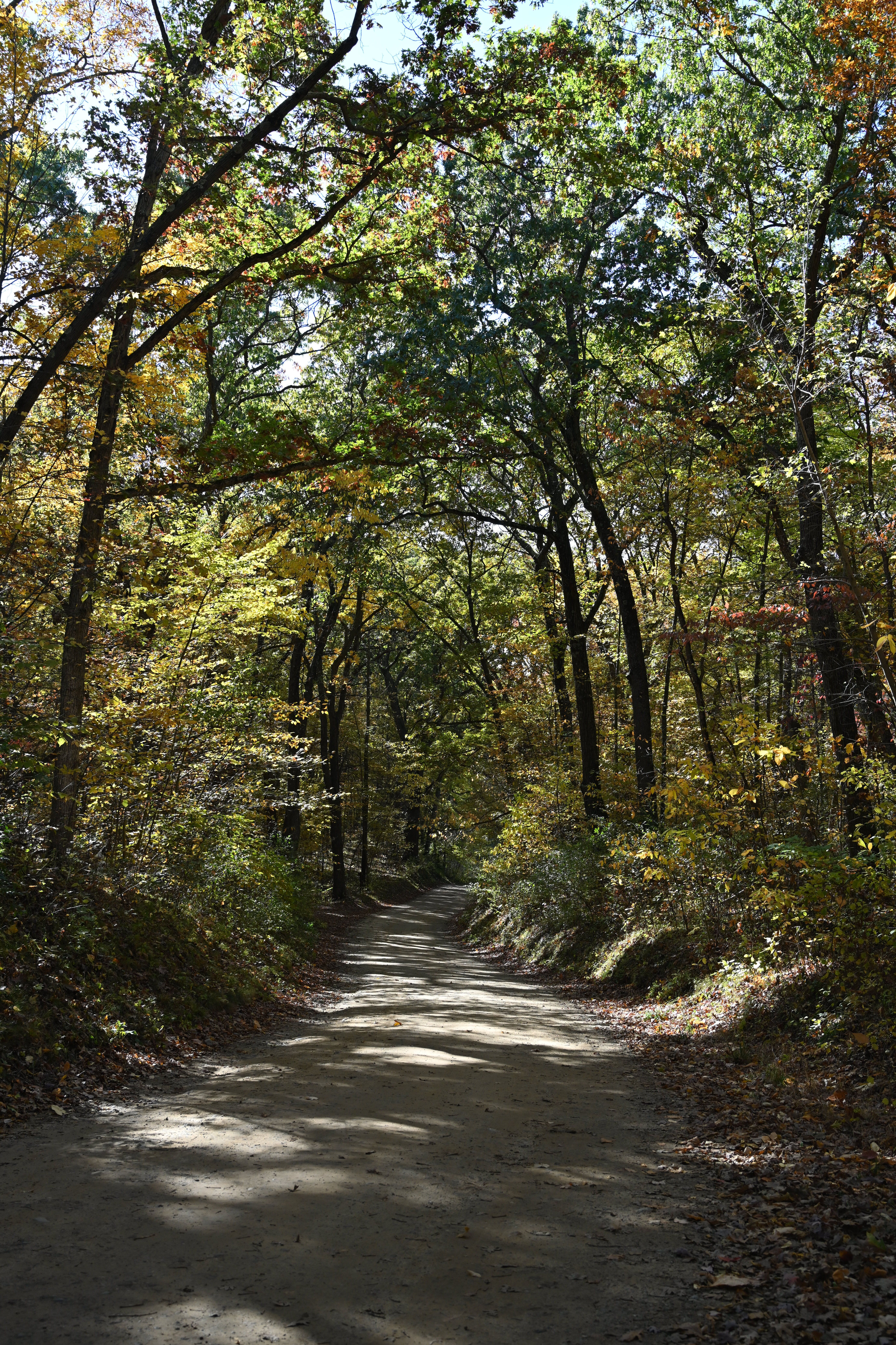 Peaceful Autumn Forest Pathway with Sunlight · Free Stock Photo