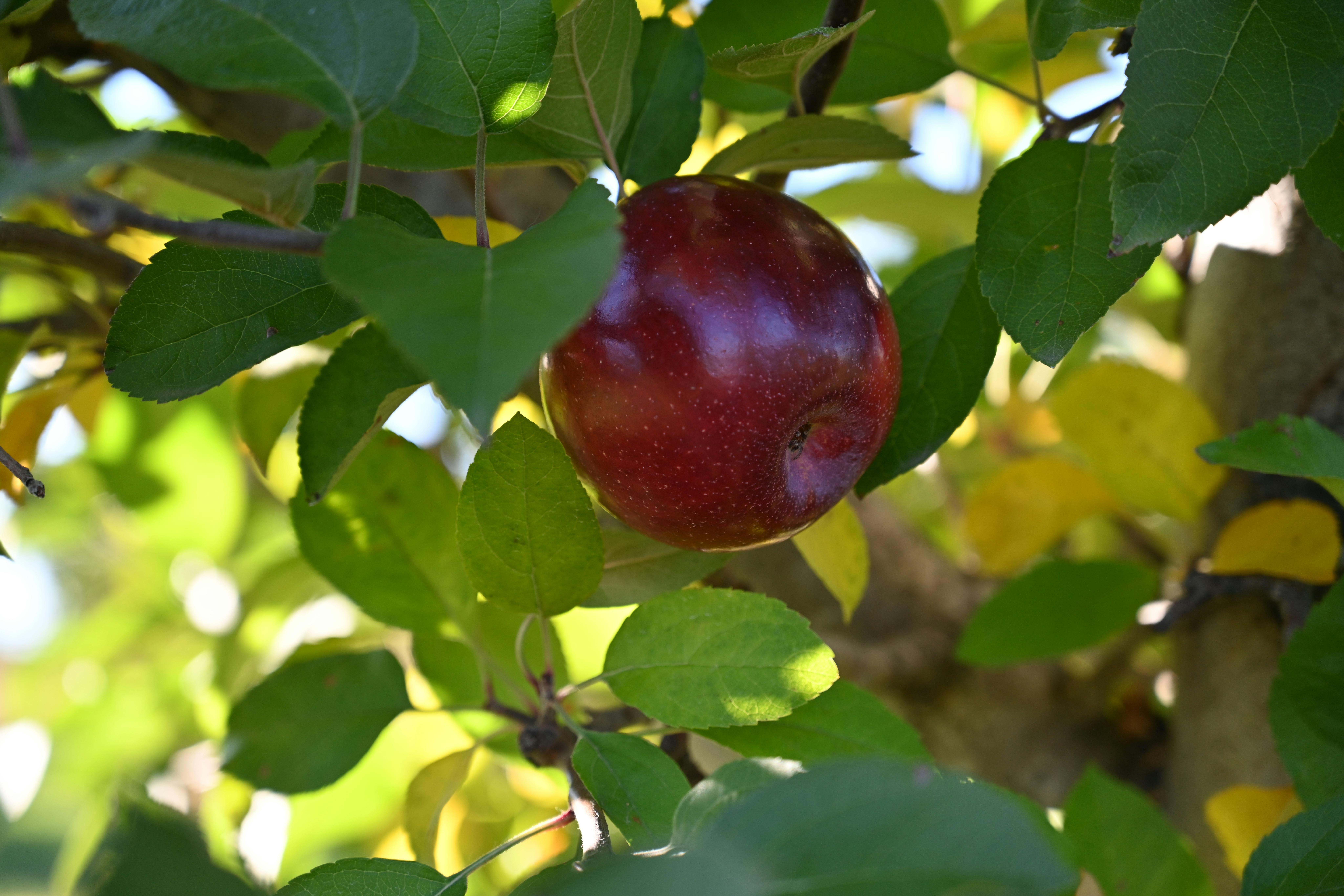 Apple Fruit Photos, Download The BEST Free Apple Fruit Stock Photos ...